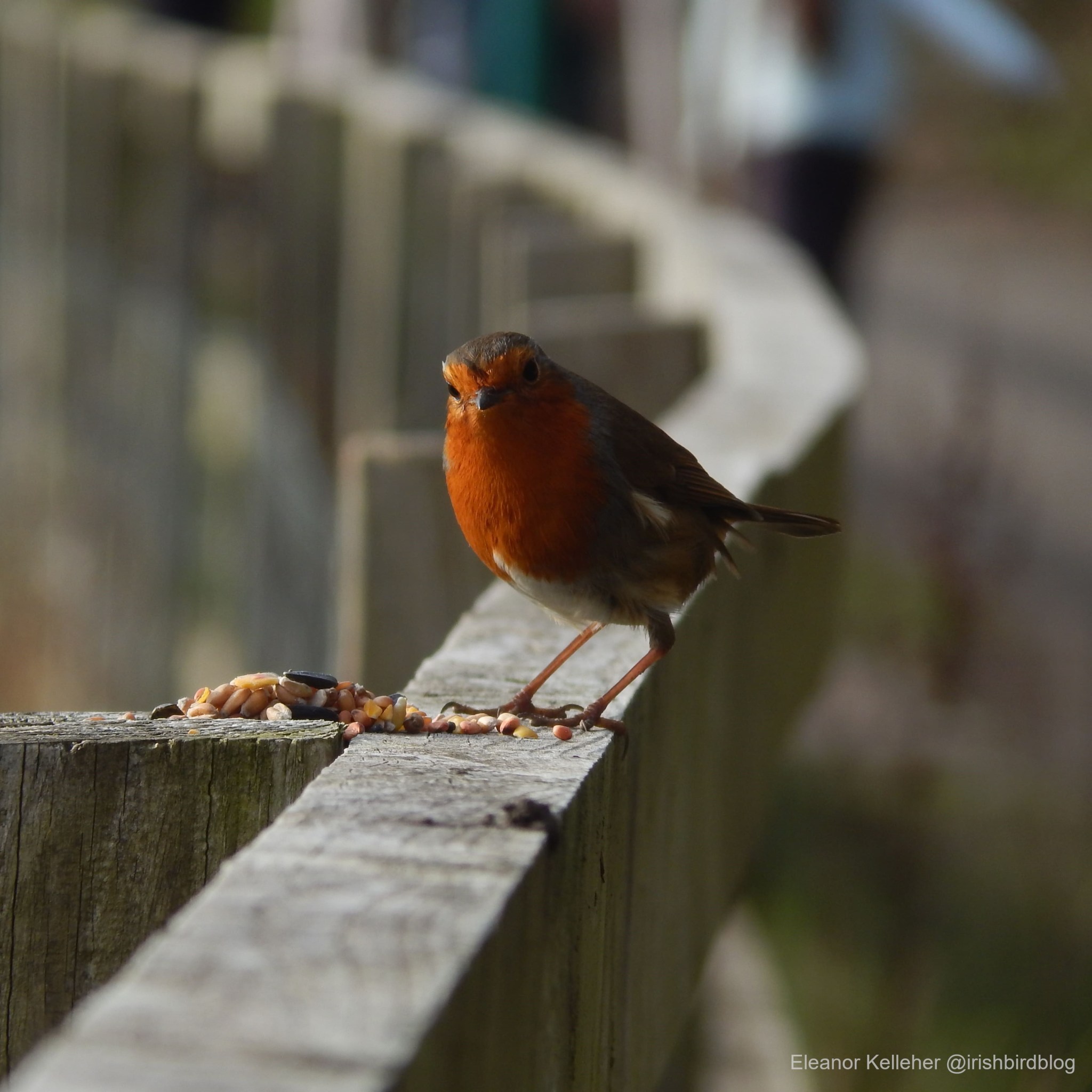 Robin – Ireland’s Beloved Garden Bird – The Irish Bird Blog