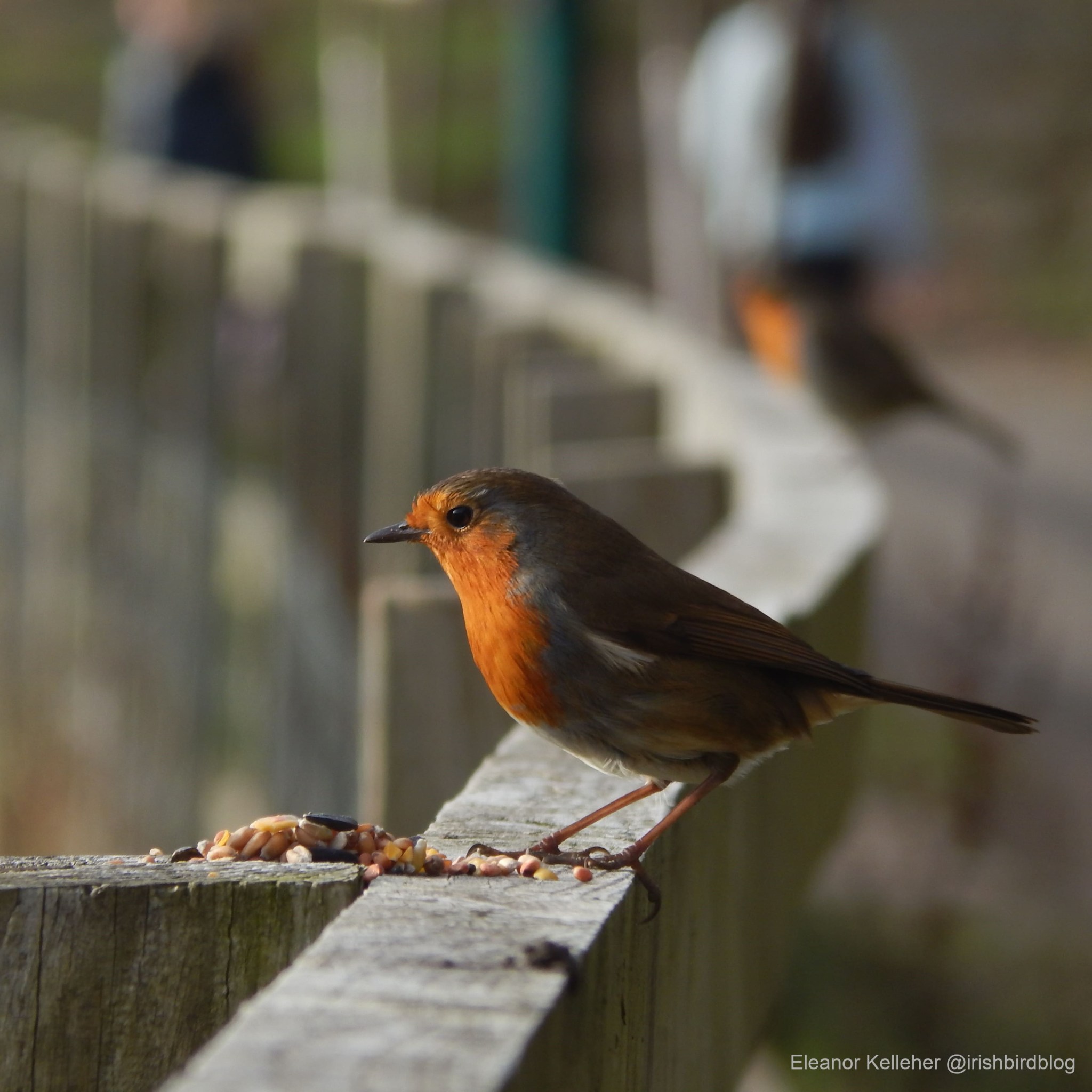 Robin – Ireland’s Beloved Garden Bird – The Irish Bird Blog