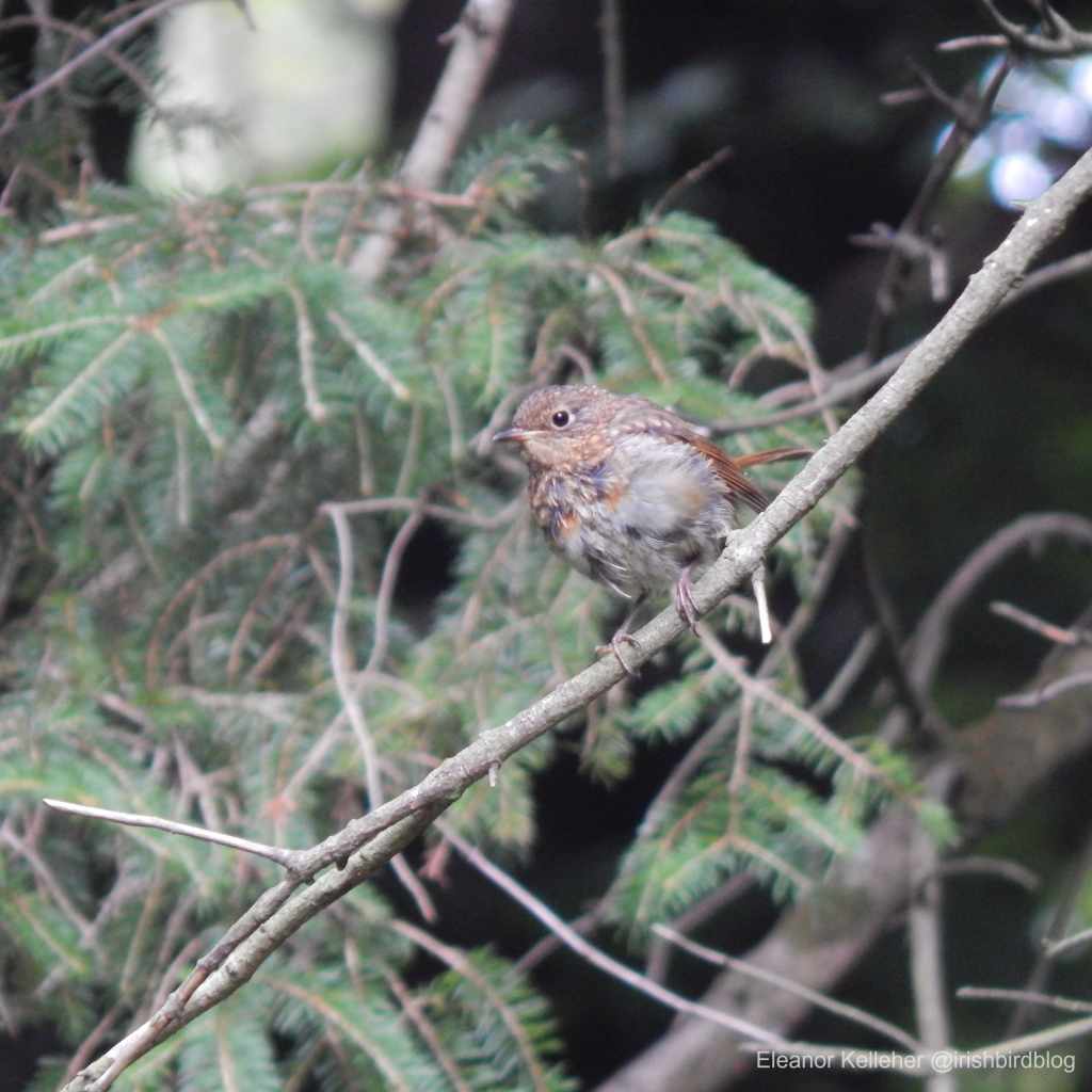 Robin – Ireland’s Beloved Garden Bird – The Irish Bird Blog