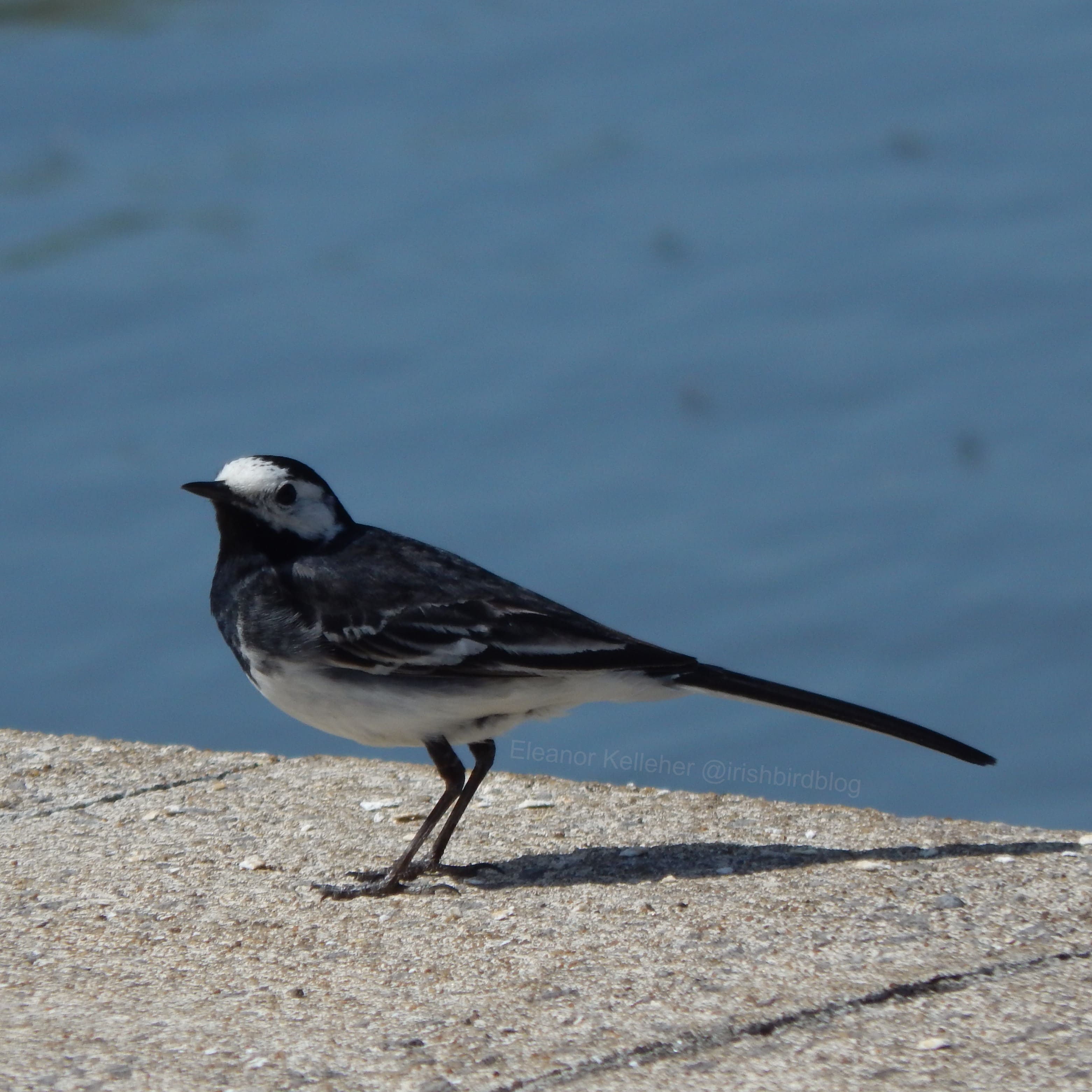 Wagtails – Little Movers – The Irish Bird Blog