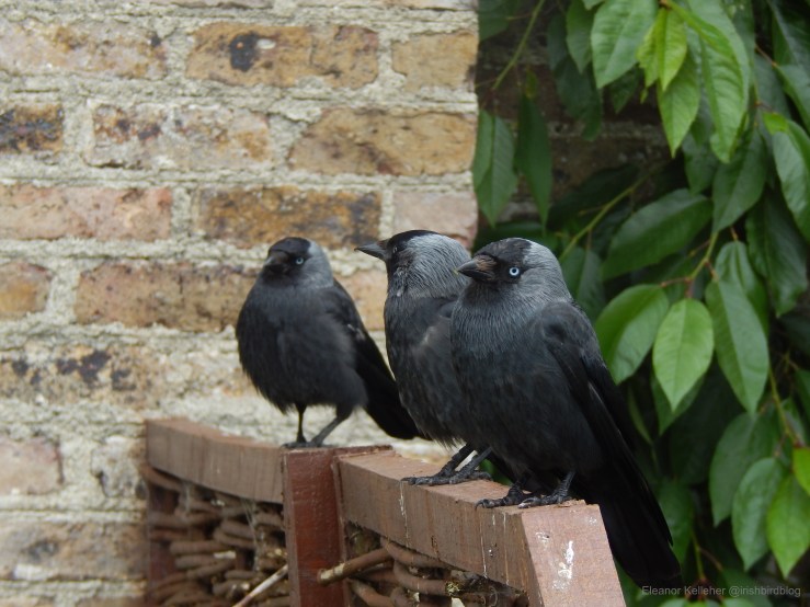 Jackdaw – A case study on leucism – The Irish Bird Blog