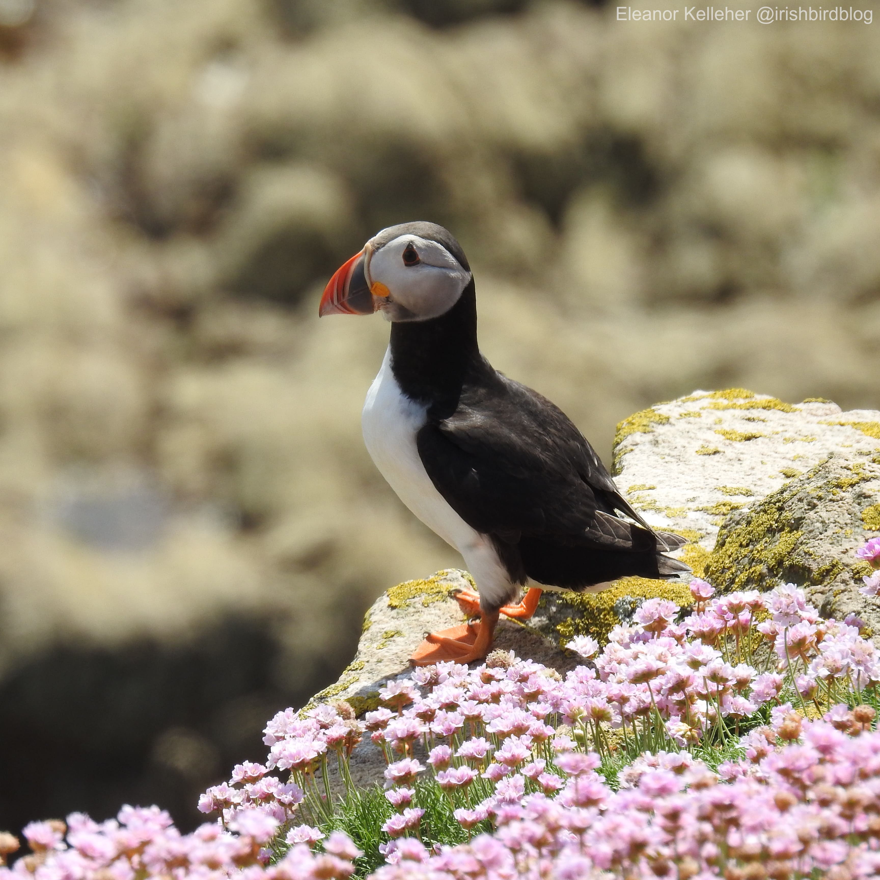 Puffin – The Mascot of the Saltees – The Irish Bird Blog