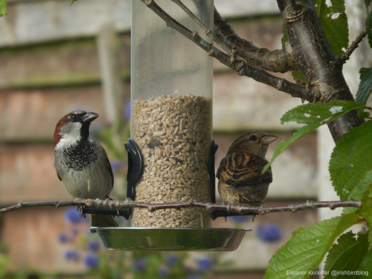 House Sparrow – The Most Widespread Bird on Earth – The Irish Bird Blog