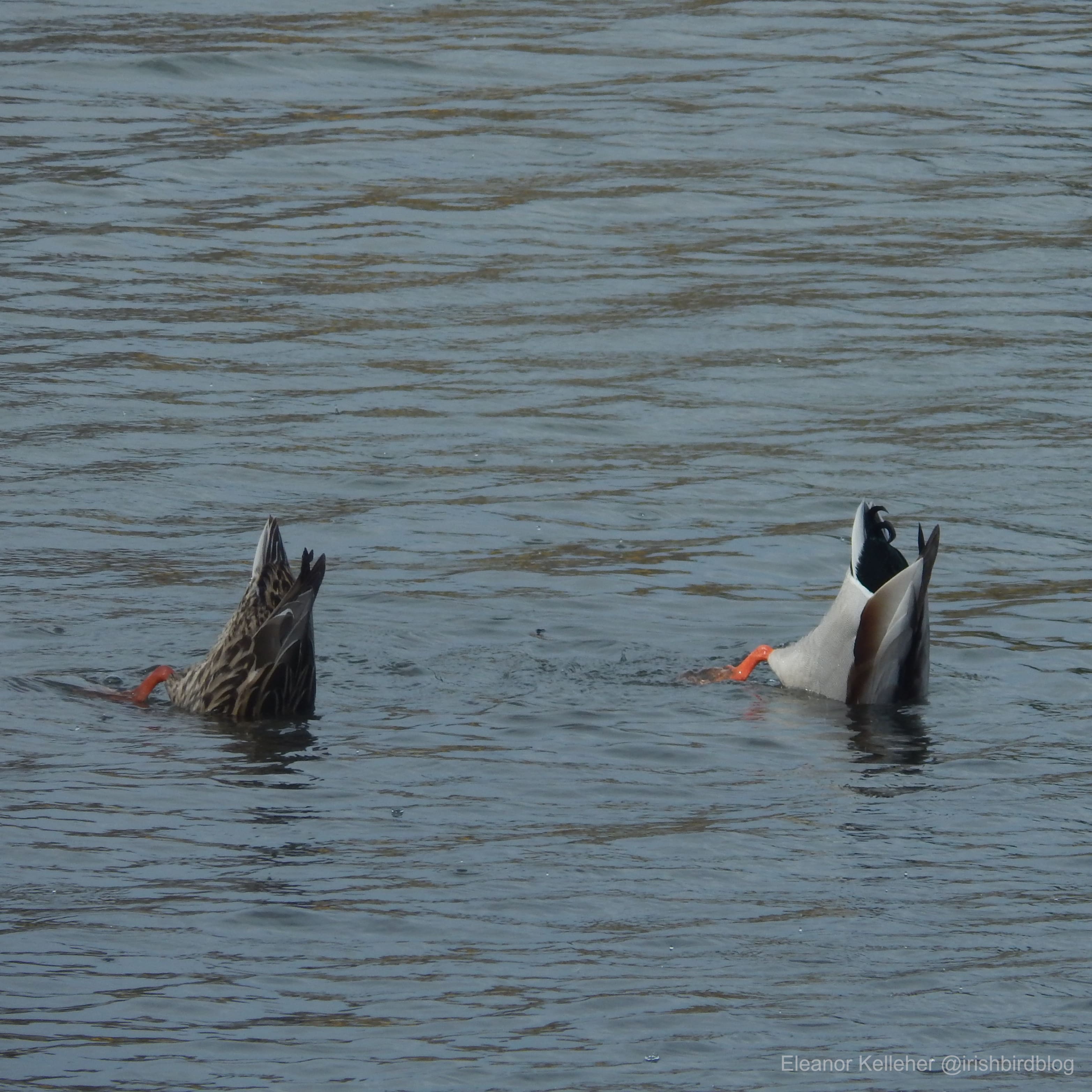 Mallard – Time to Feed the Ducks! – The Irish Bird Blog