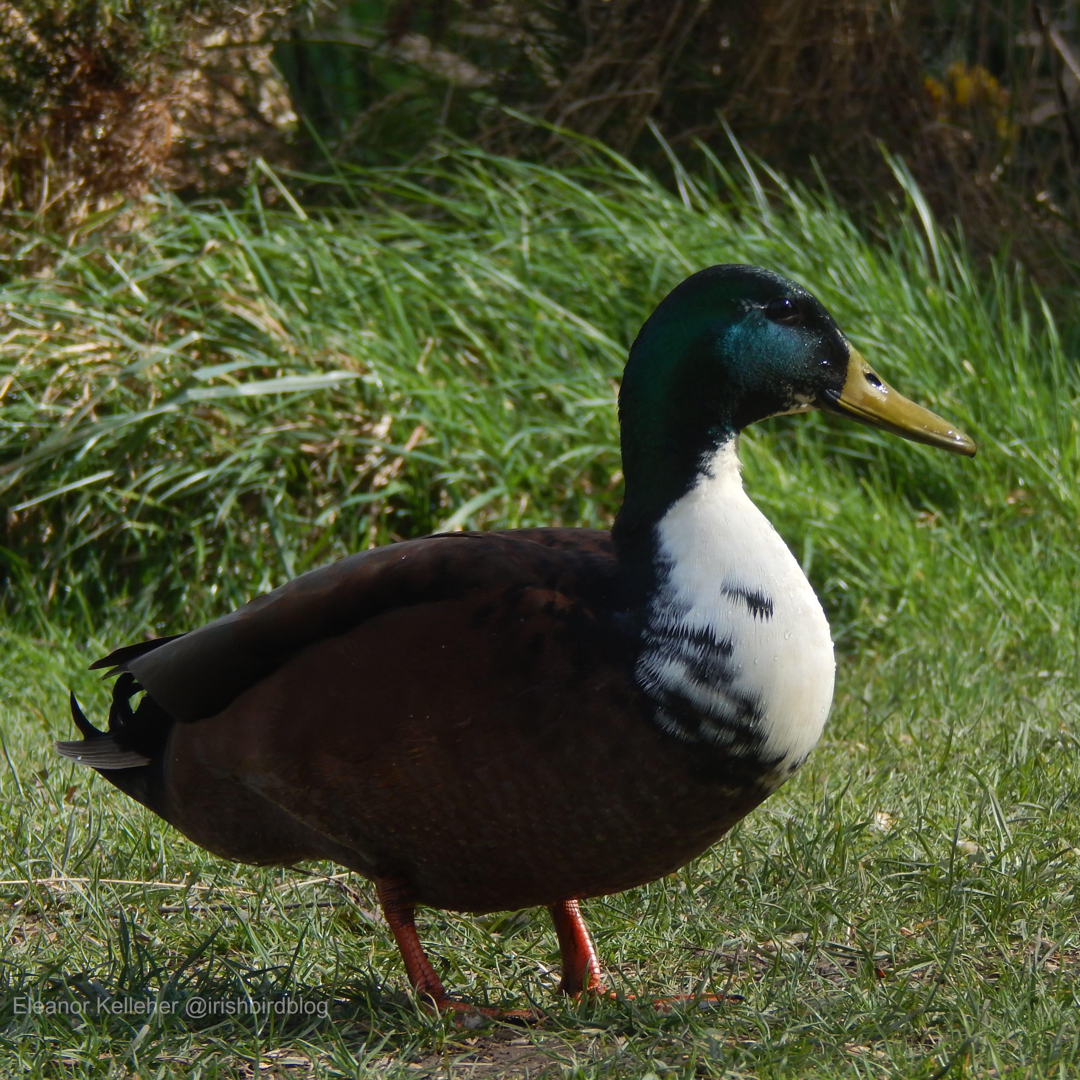 Mallard – Time to Feed the Ducks! – The Irish Bird Blog