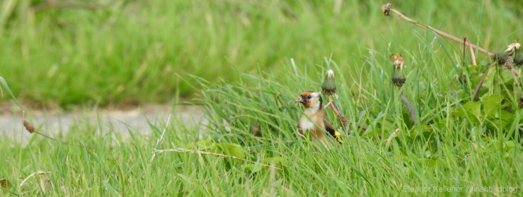 Goldfinch – Flame of the Forest – The Irish Bird Blog