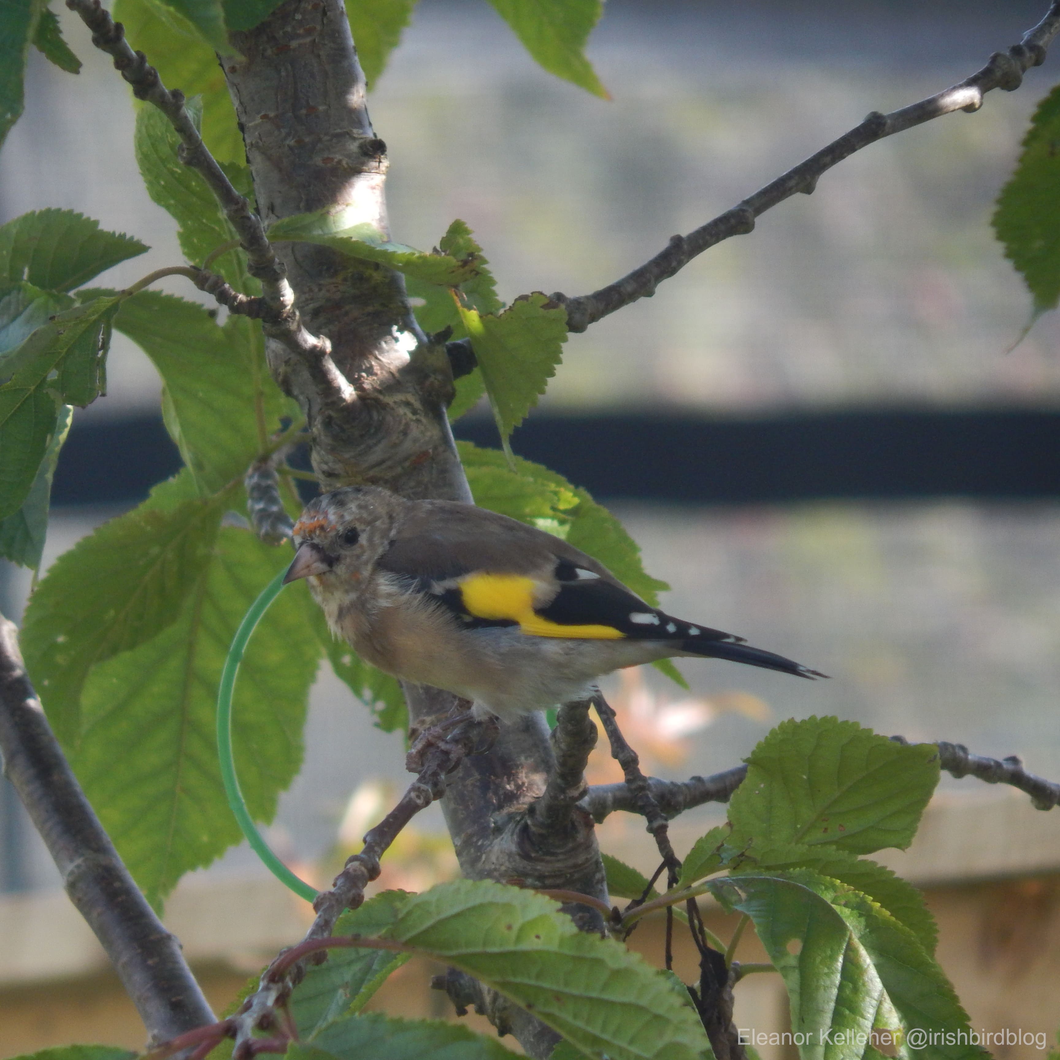 Goldfinch – Flame of the Forest – The Irish Bird Blog