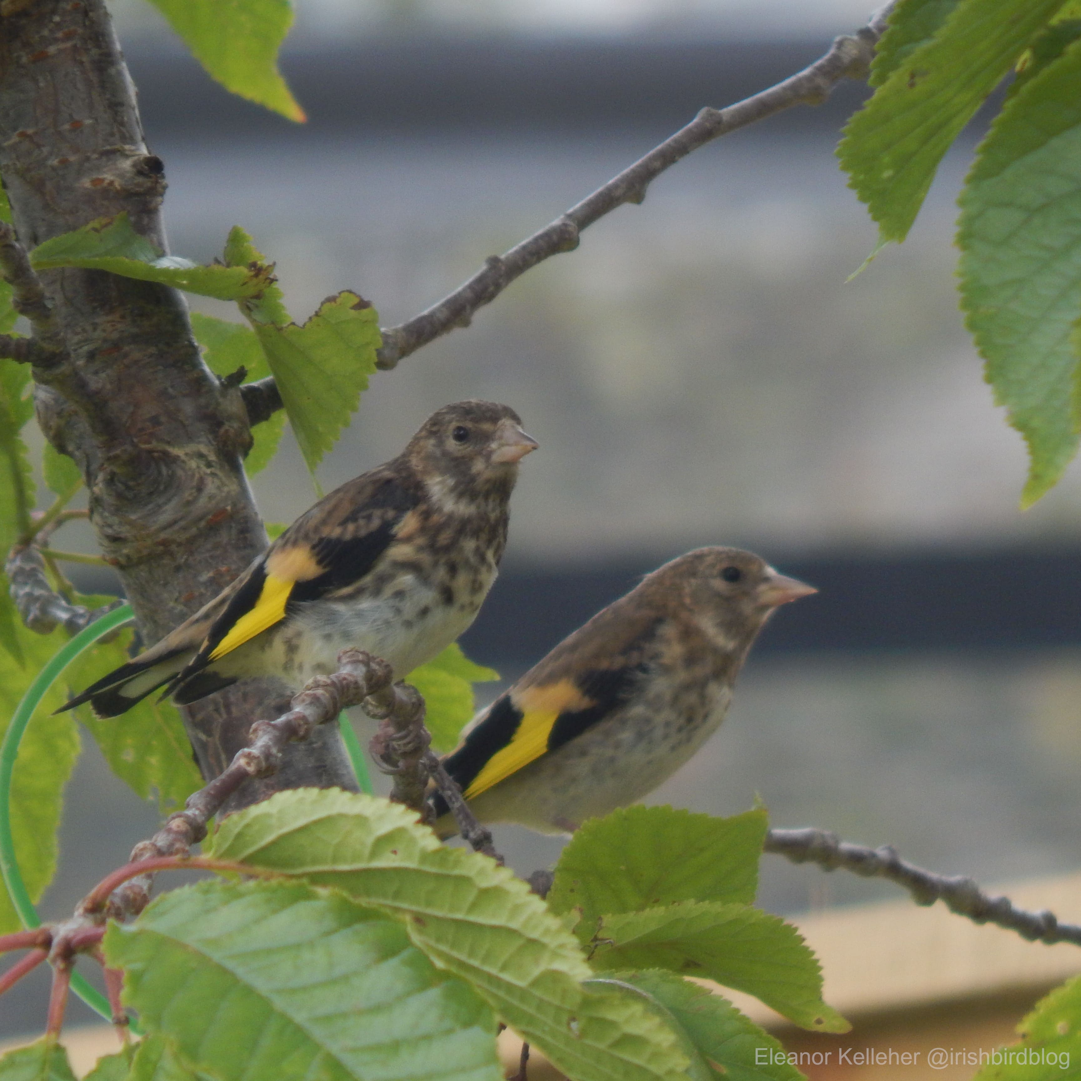 Goldfinch – Flame of the Forest – The Irish Bird Blog
