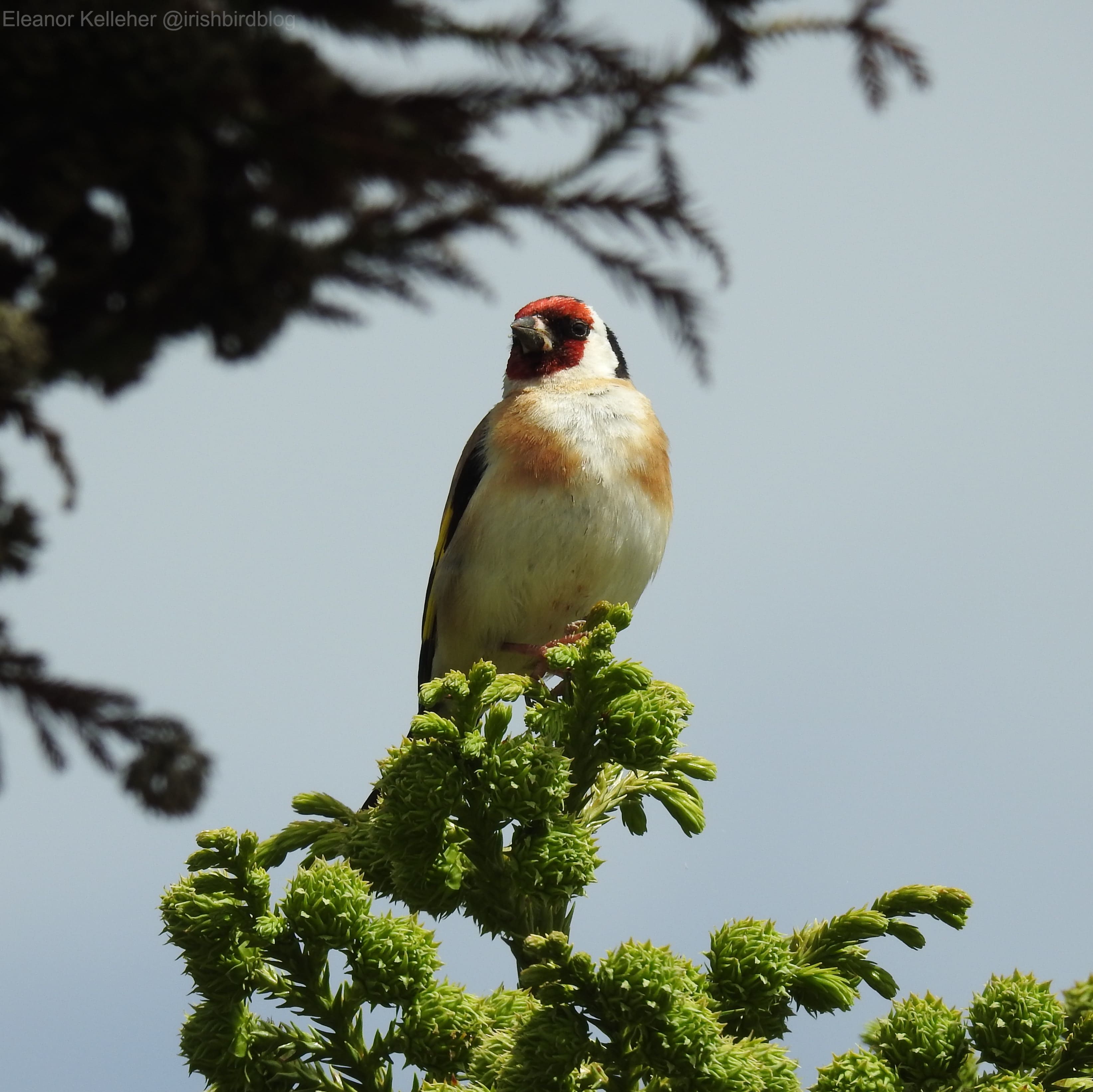Goldfinch – Flame of the Forest – The Irish Bird Blog