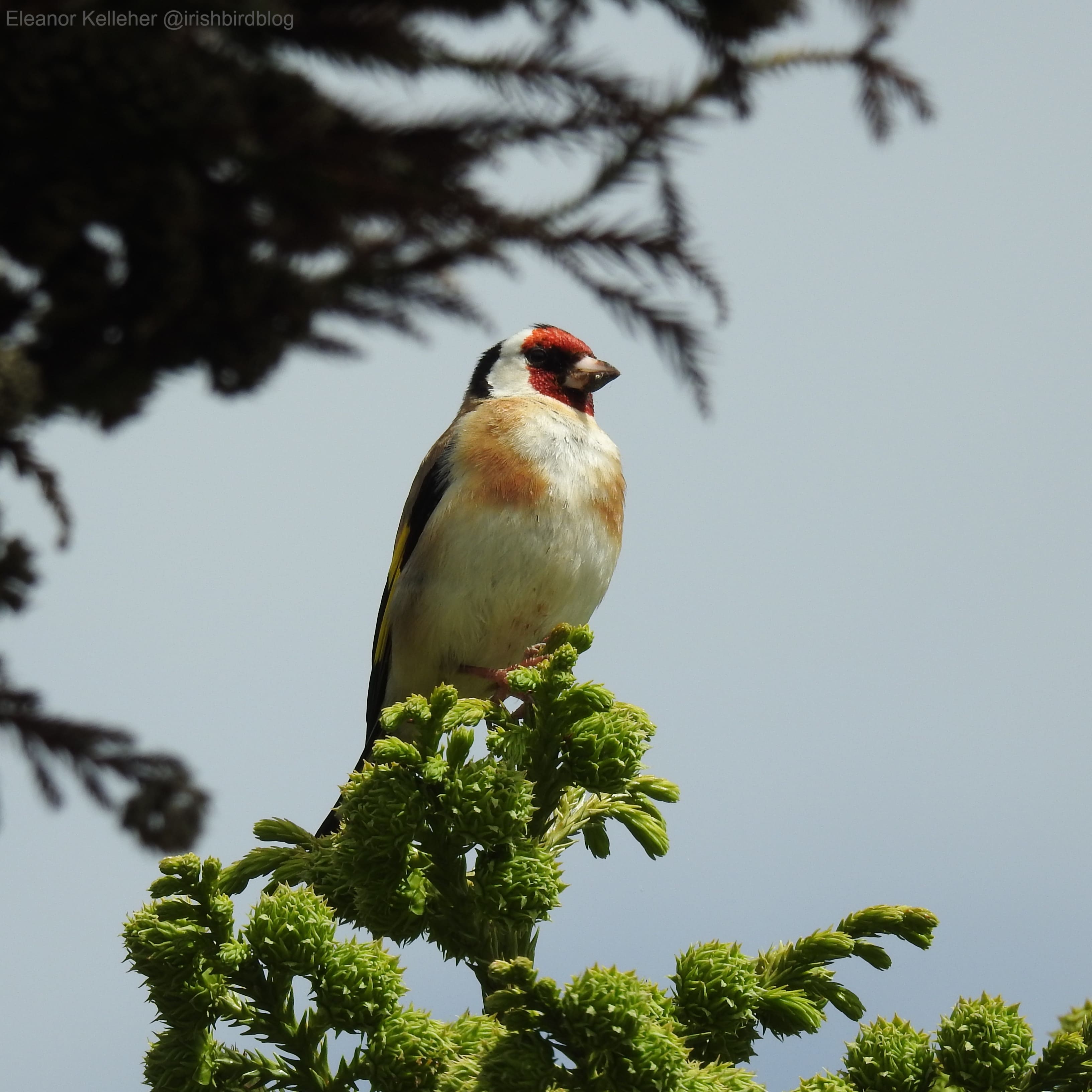 Goldfinch – Flame of the Forest – The Irish Bird Blog