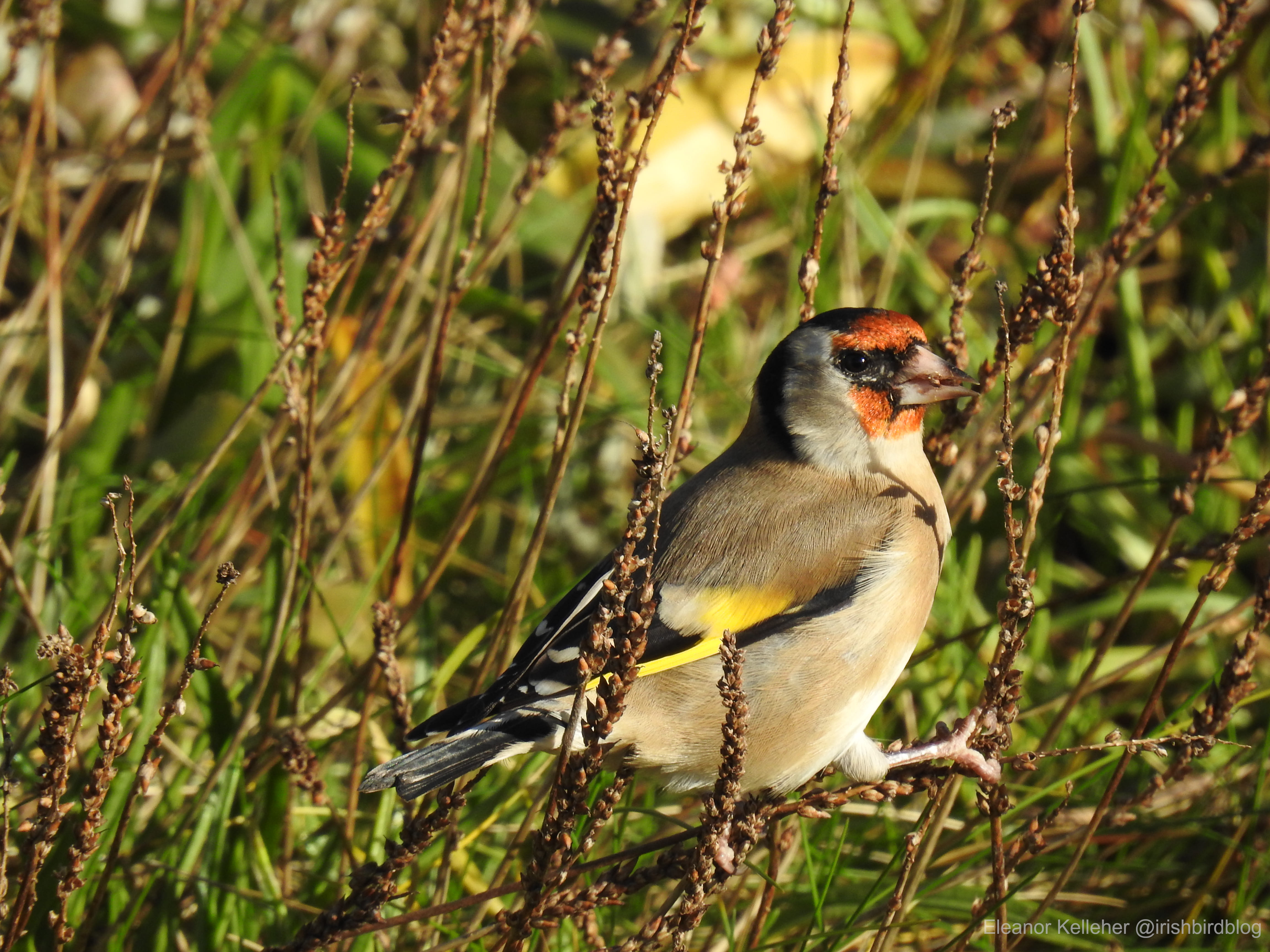 Goldfinch – Flame of the Forest – The Irish Bird Blog