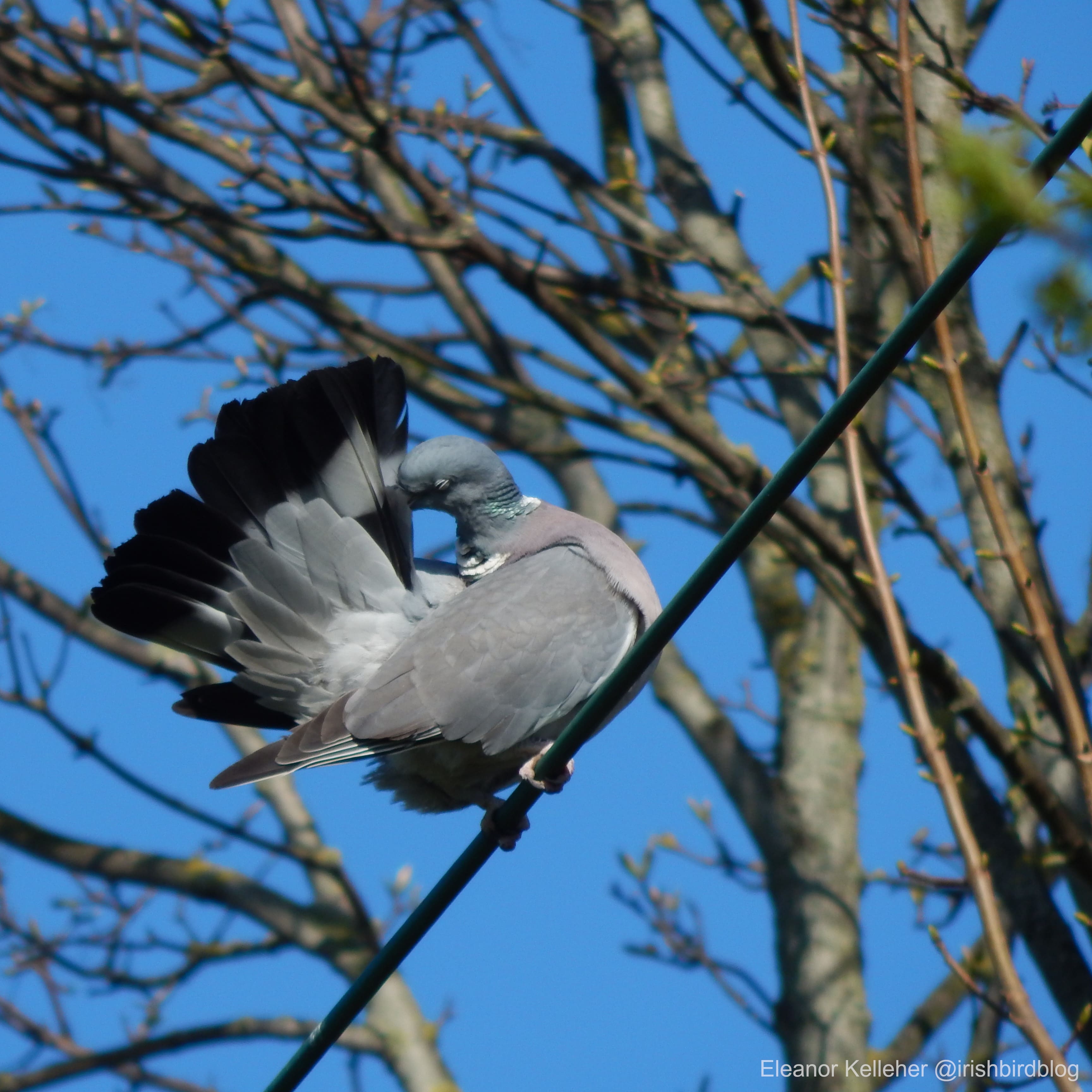 Wood Pigeon – Big Pidge – The Irish Bird Blog