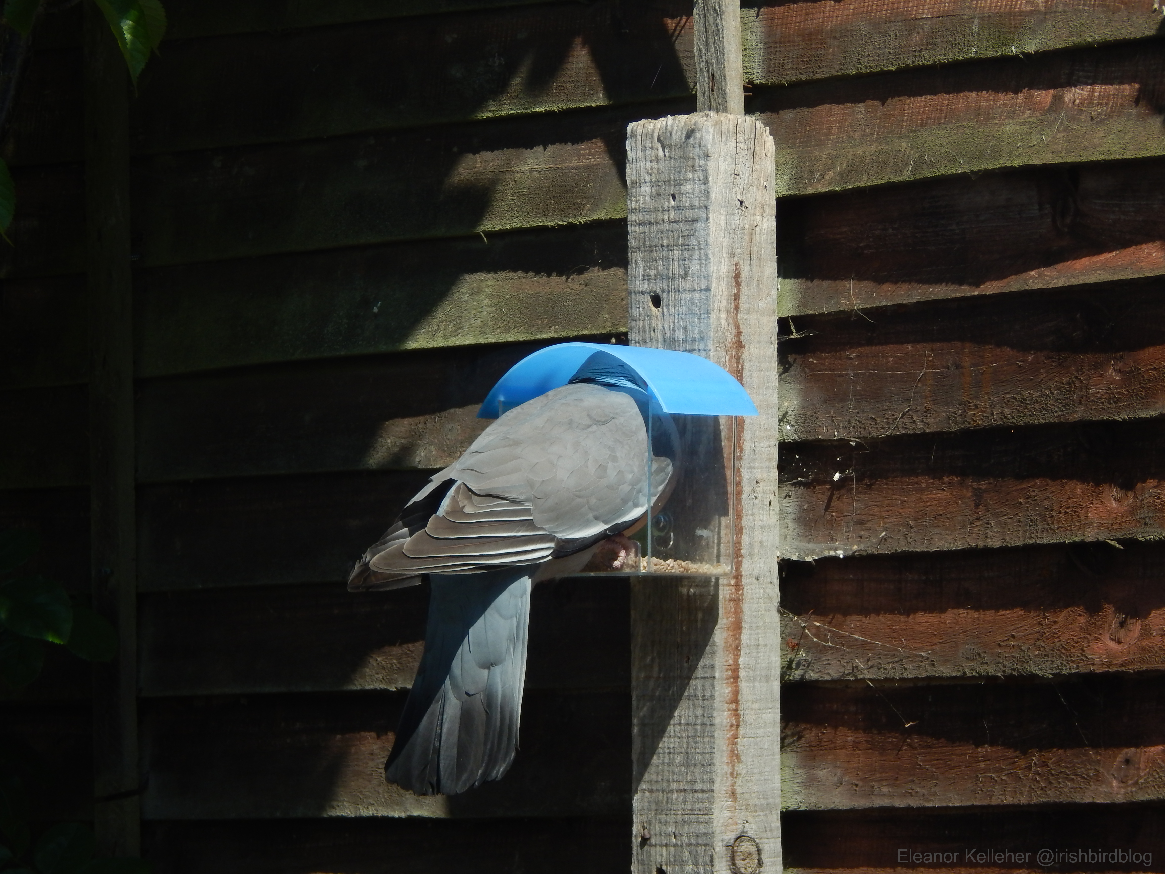 Wood Pigeon – Big Pidge – The Irish Bird Blog