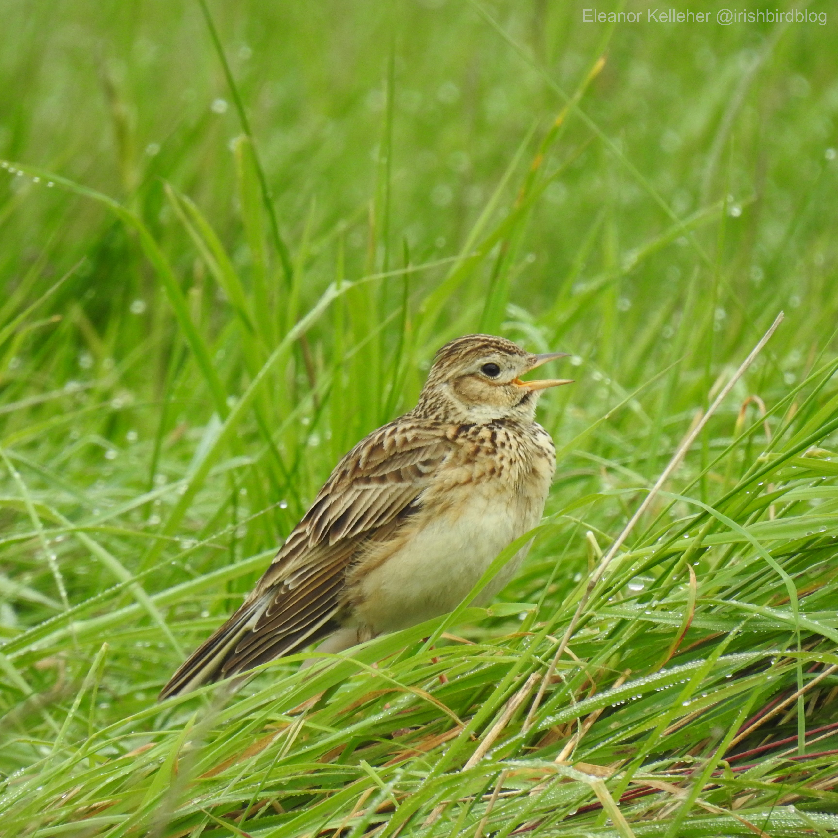Skylark – The Vertical Vocalist – The Irish Bird Blog