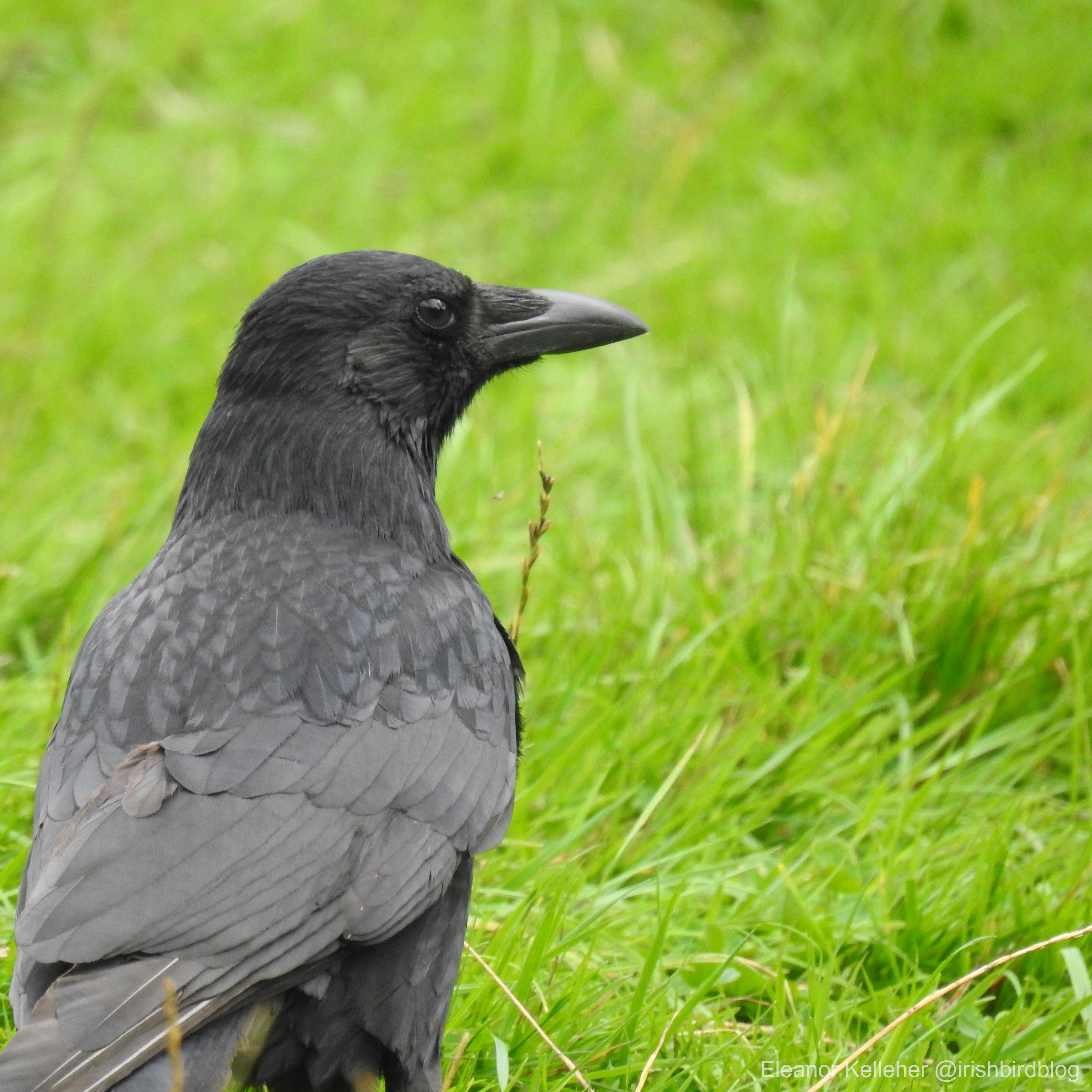 Carrion Crow – Sharp Beaks, Sharp Minds – The Irish Bird Blog