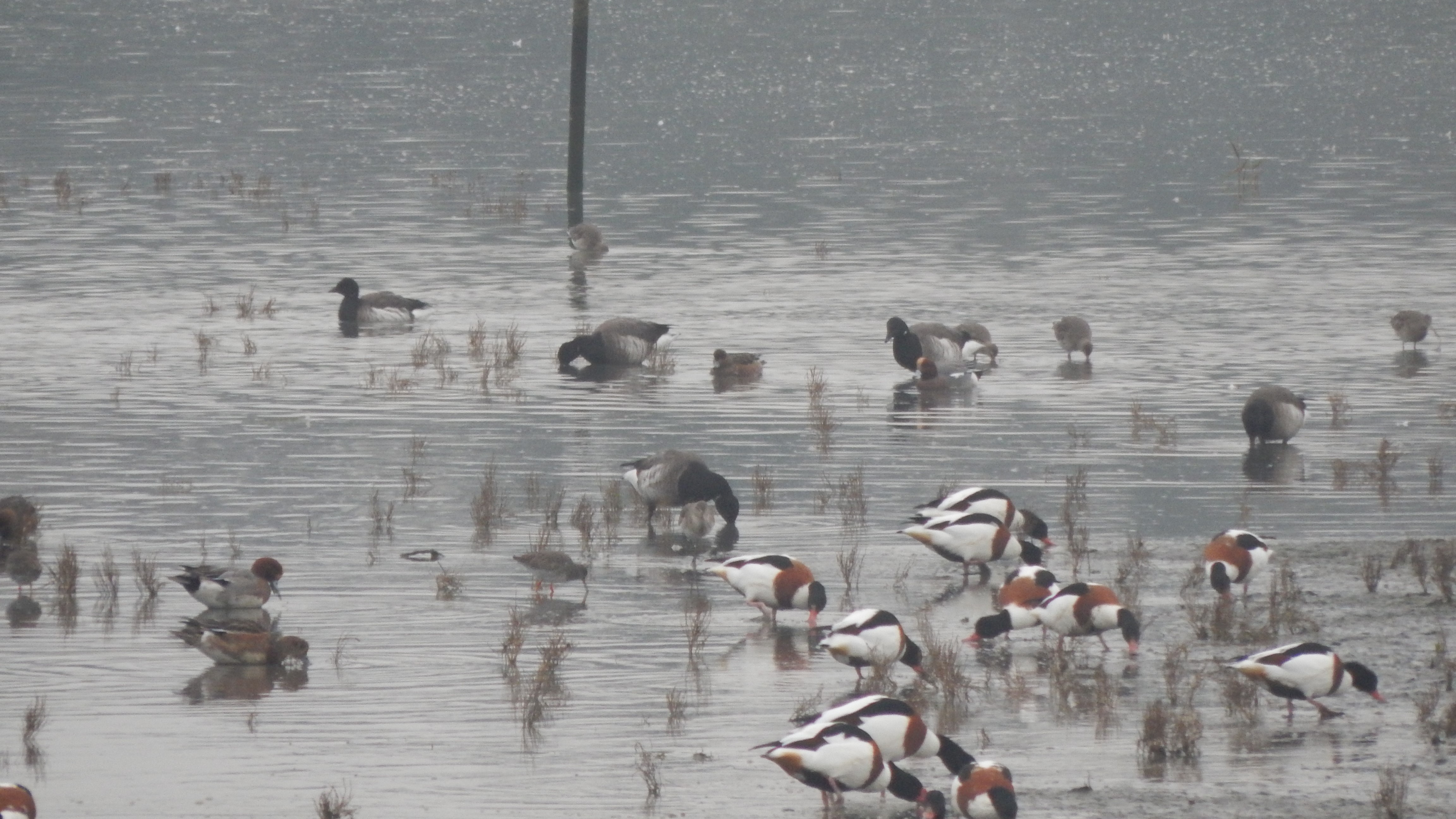 Shelduck – The Goosiest Duck – The Irish Bird Blog