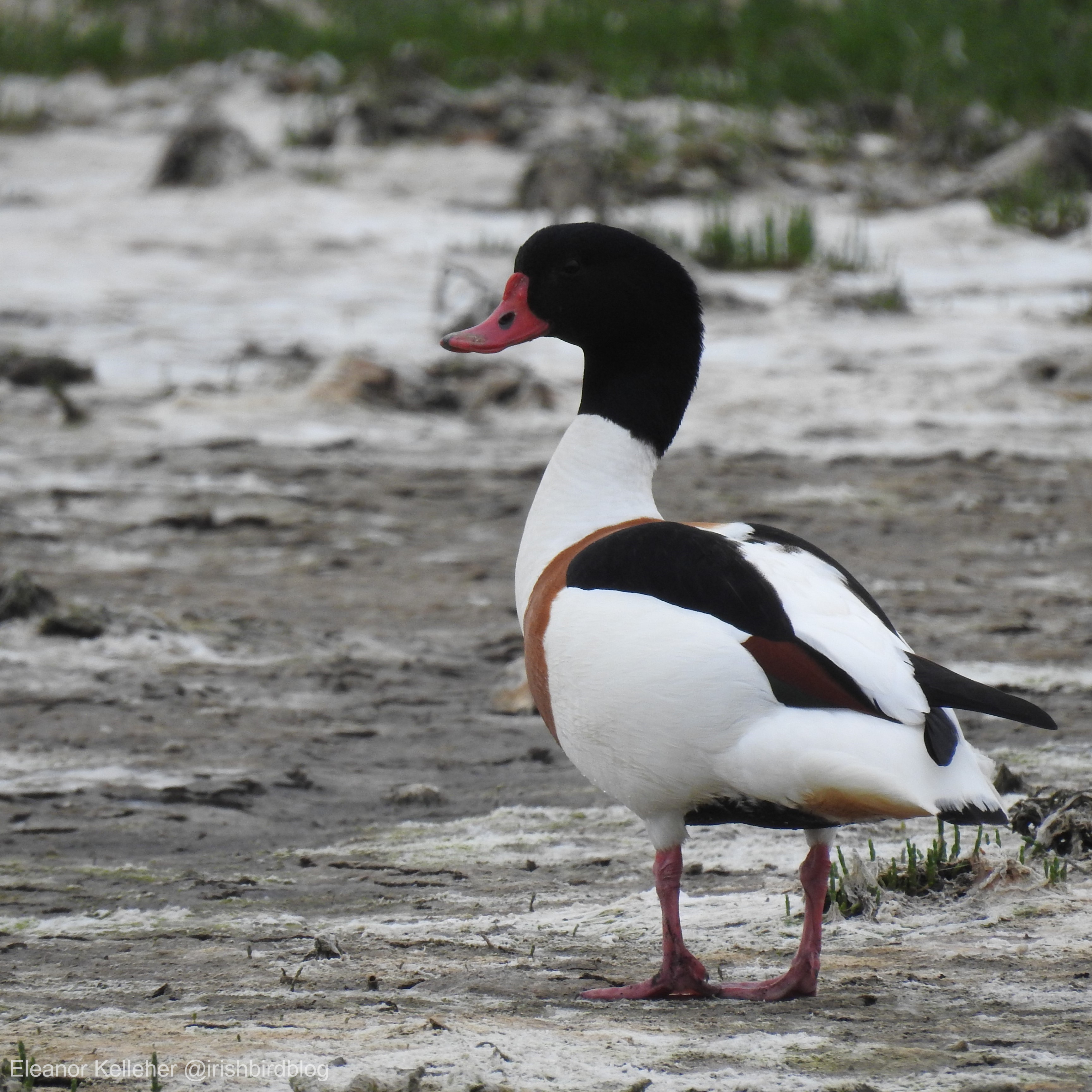 Shelduck – The Goosiest Duck – The Irish Bird Blog