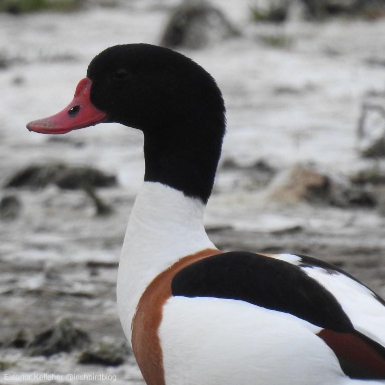 Shelduck – The Goosiest Duck – The Irish Bird Blog