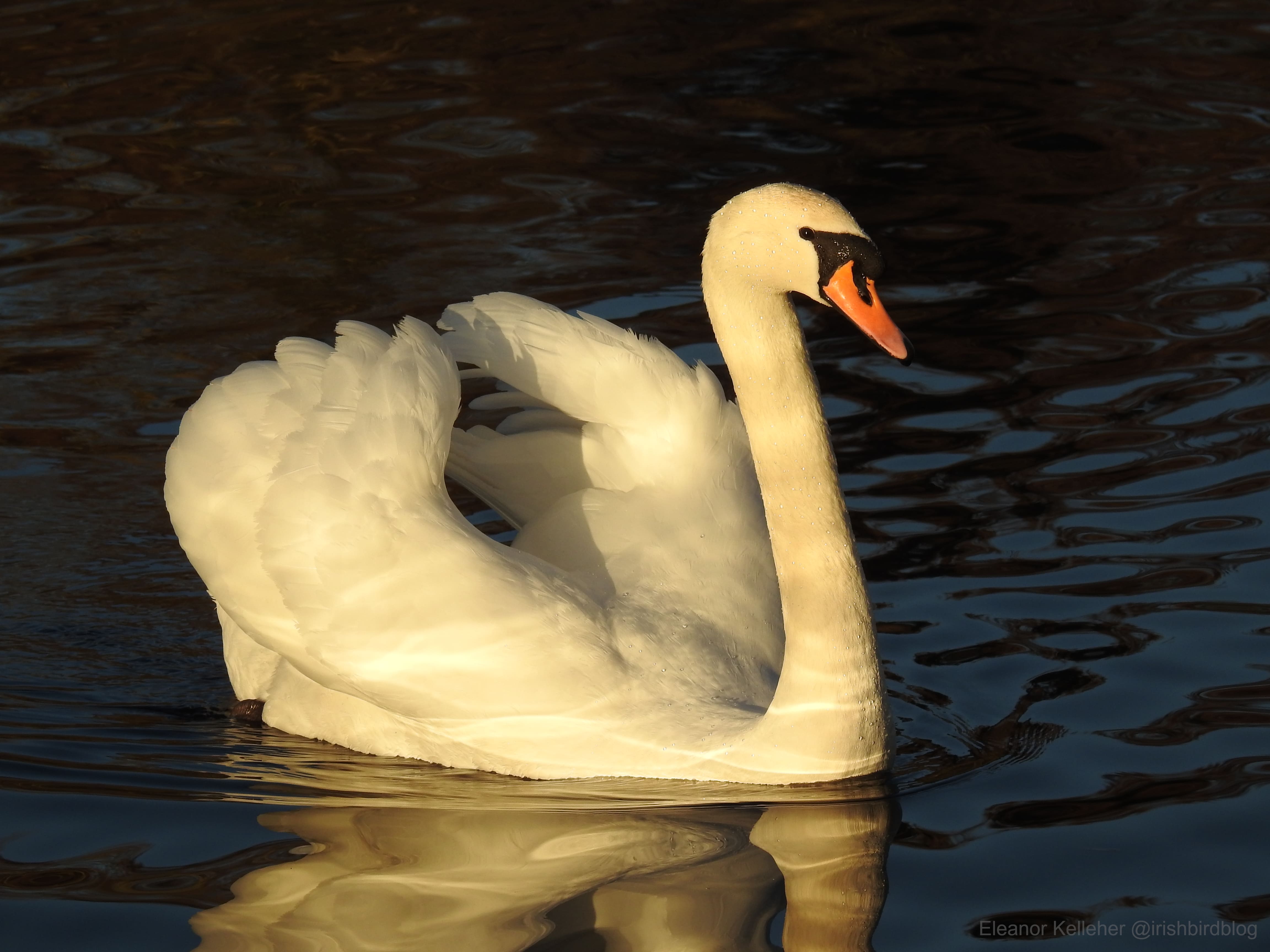 Mute Swan – Beautiful and Beastly – The Irish Bird Blog