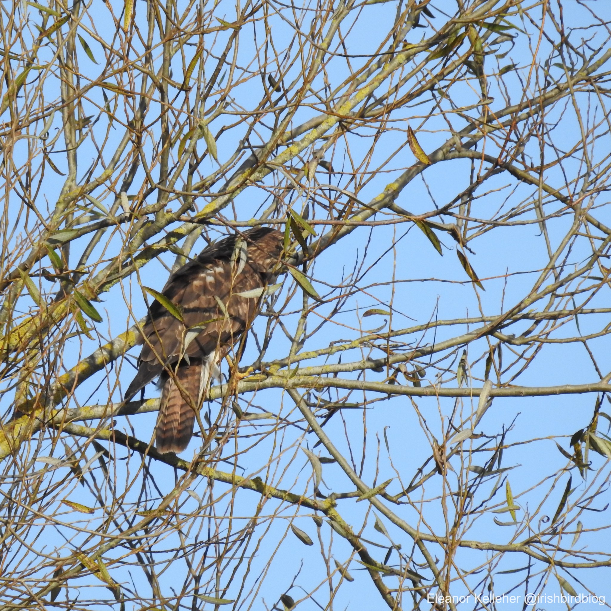 Buzzard – An Unexpected Comeback Story – The Irish Bird Blog