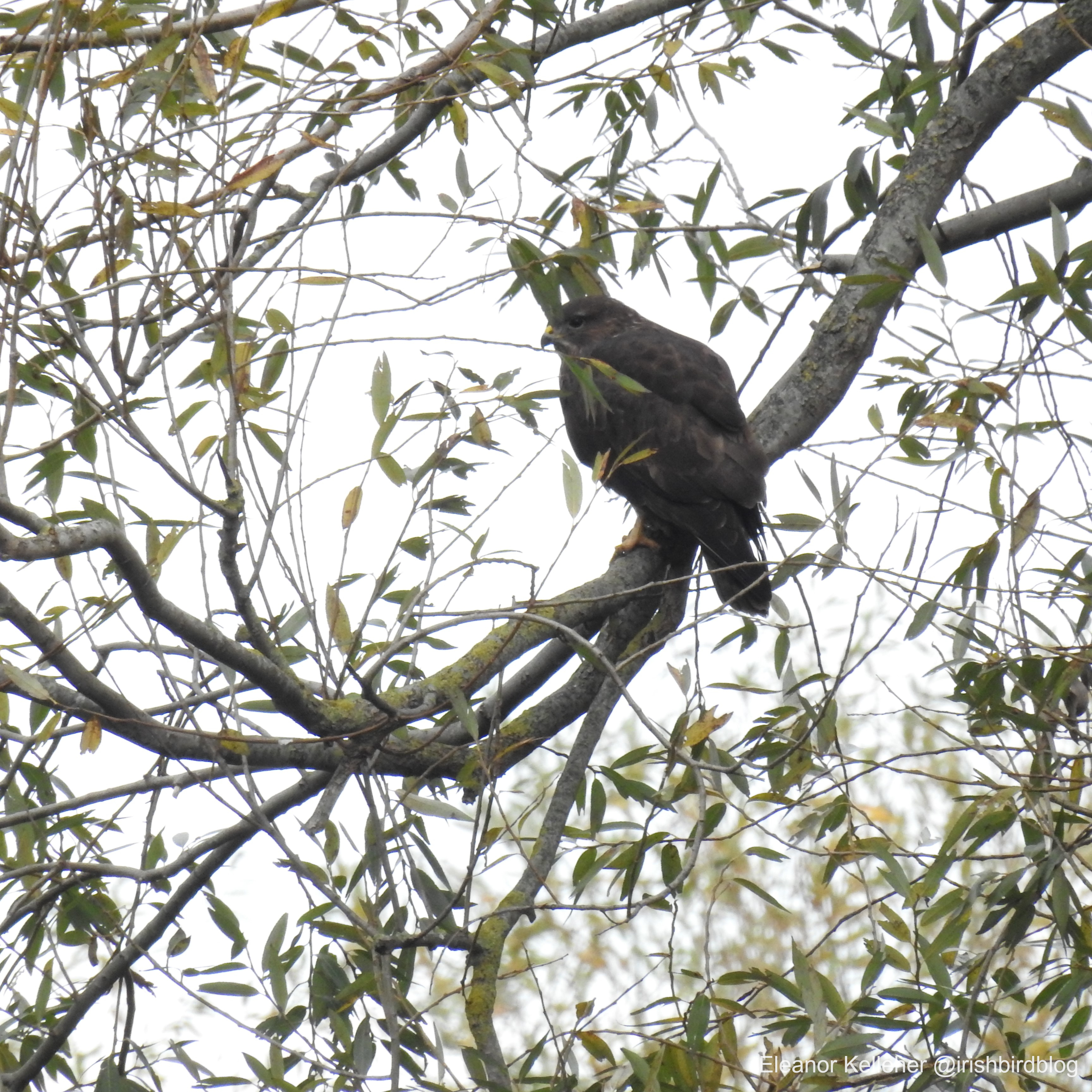 Buzzard – An Unexpected Comeback Story – The Irish Bird Blog
