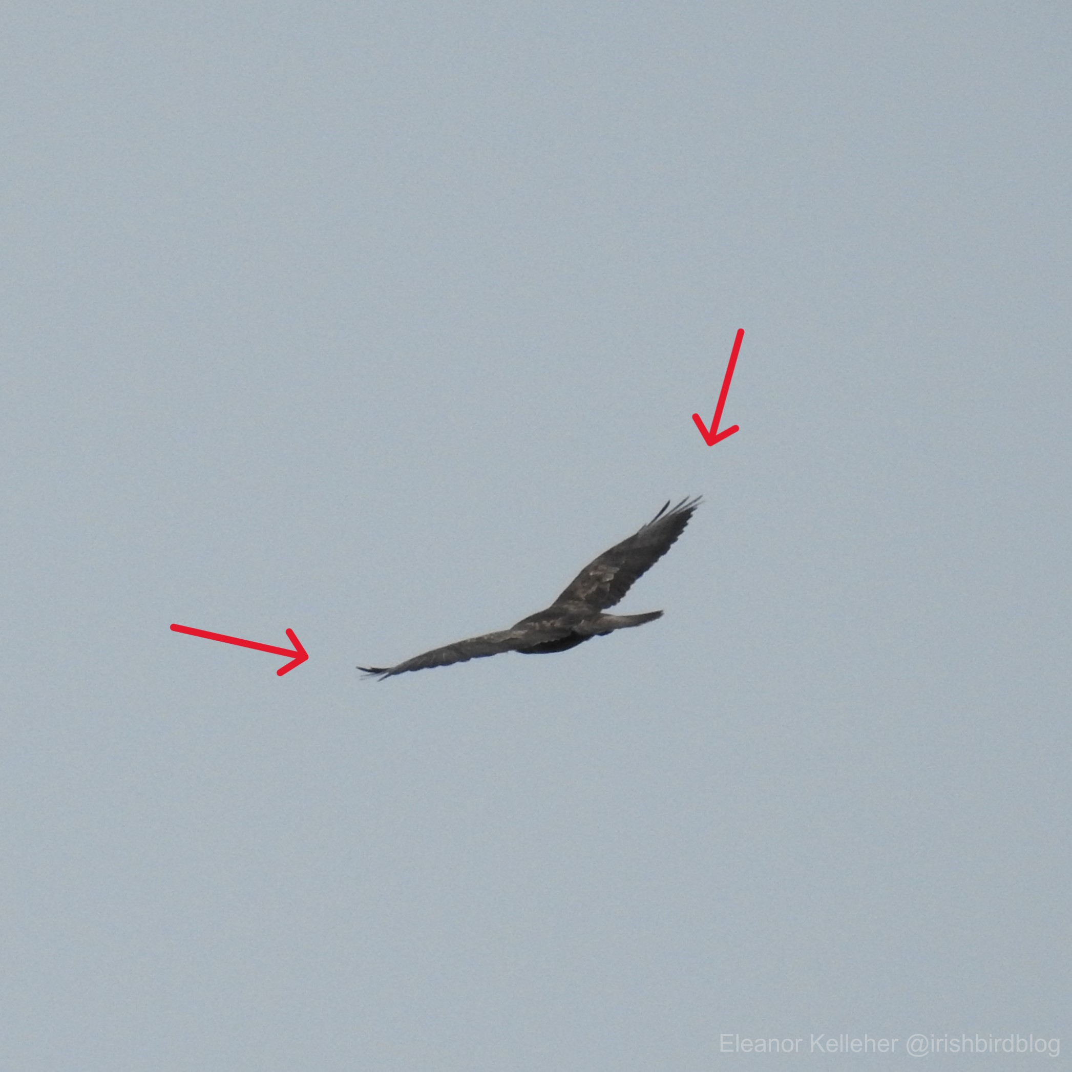 Buzzard – An Unexpected Comeback Story – The Irish Bird Blog