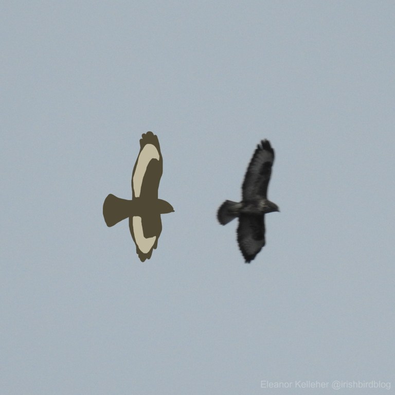 Buzzard – An Unexpected Comeback Story – The Irish Bird Blog
