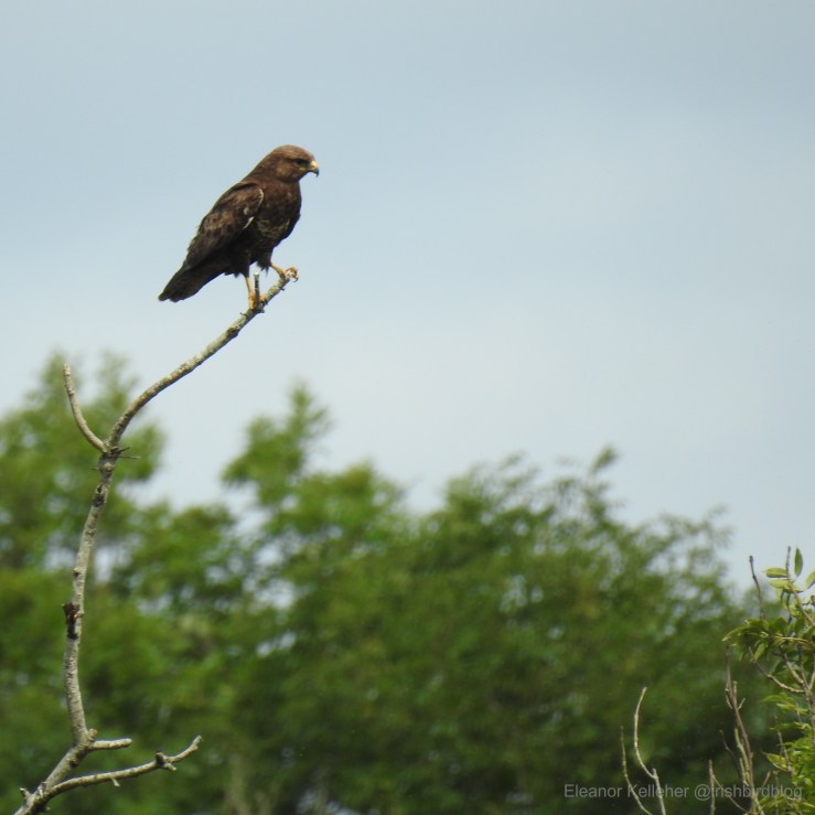 Buzzard – An Unexpected Comeback Story – The Irish Bird Blog
