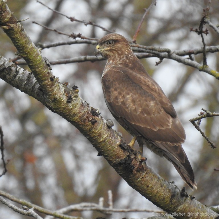 Buzzard – An Unexpected Comeback Story – The Irish Bird Blog