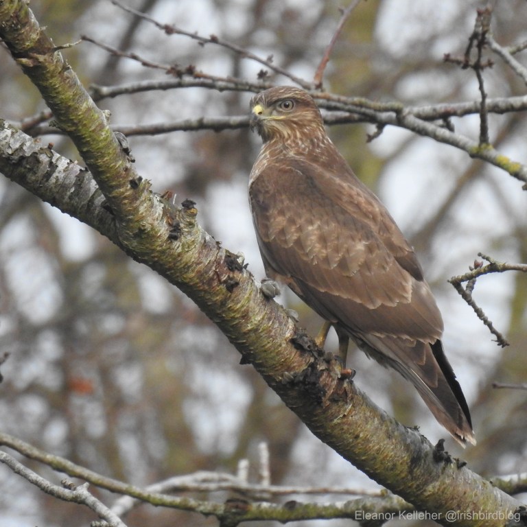 Buzzard – An Unexpected Comeback Story – The Irish Bird Blog