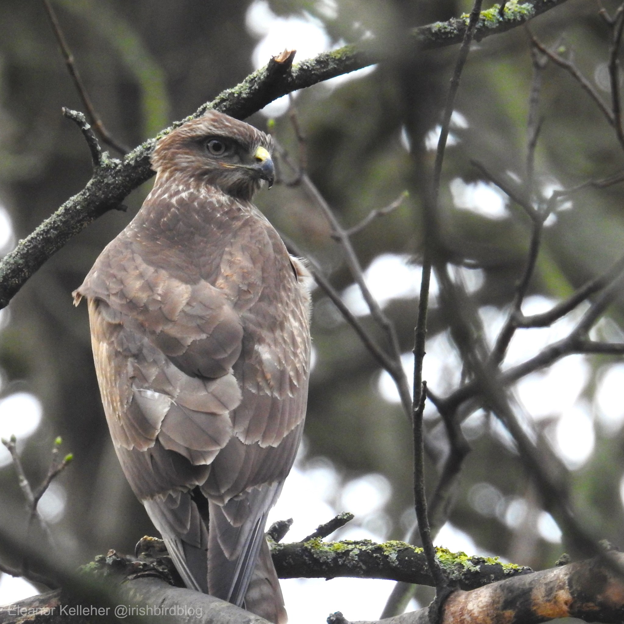 Buzzard – An Unexpected Comeback Story – The Irish Bird Blog