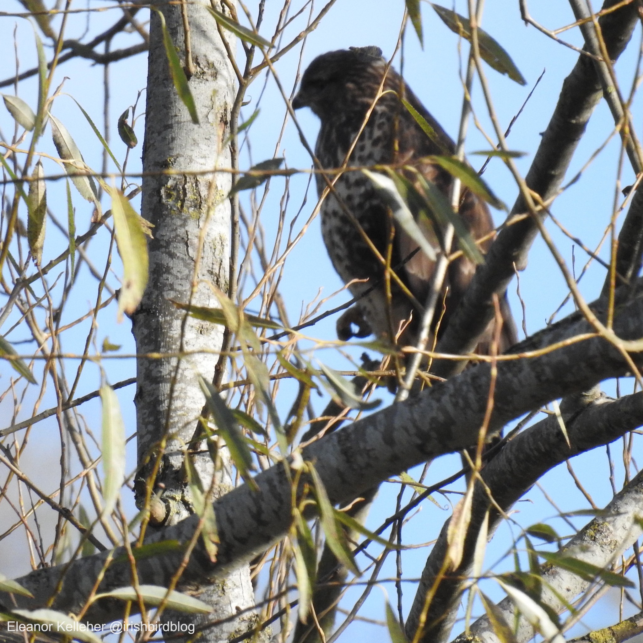 Buzzard – An Unexpected Comeback Story – The Irish Bird Blog