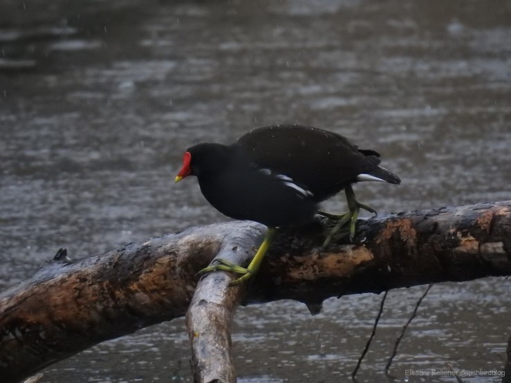 Moorhen – Our Little Swamp Chicken – The Irish Bird Blog
