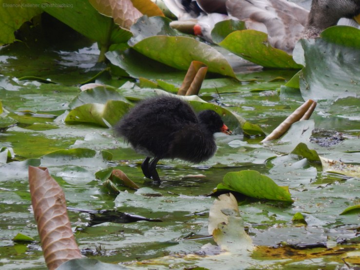 Moorhen – Our Little Swamp Chicken – The Irish Bird Blog