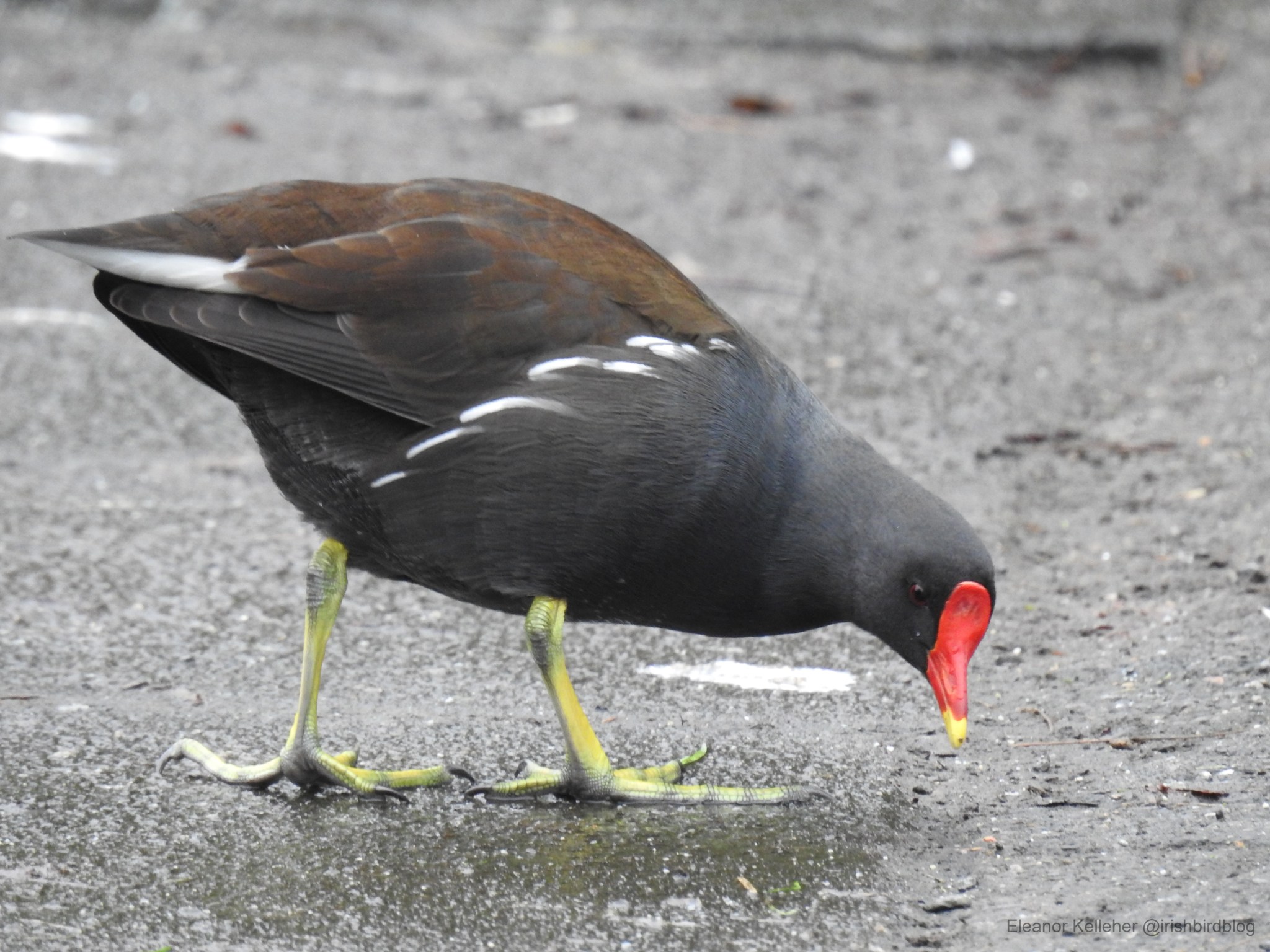 Moorhen – Our Little Swamp Chicken – The Irish Bird Blog