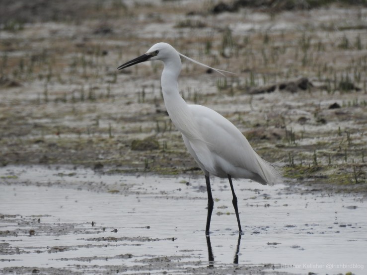 Little Egret – Fancy-Feathered Fresh-Face – The Irish Bird Blog