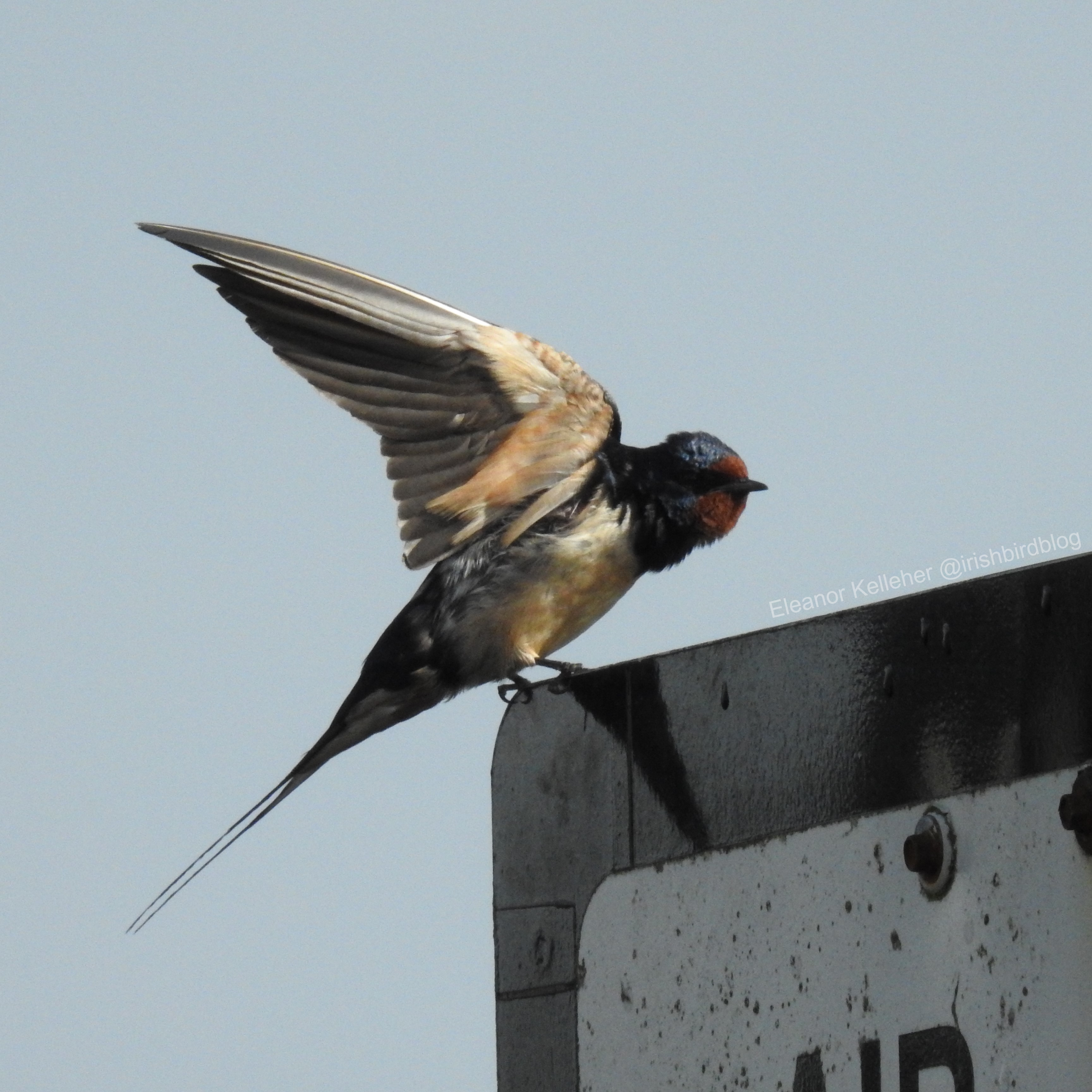 Swallow- Summer’s Skyborne Sign – The Irish Bird Blog