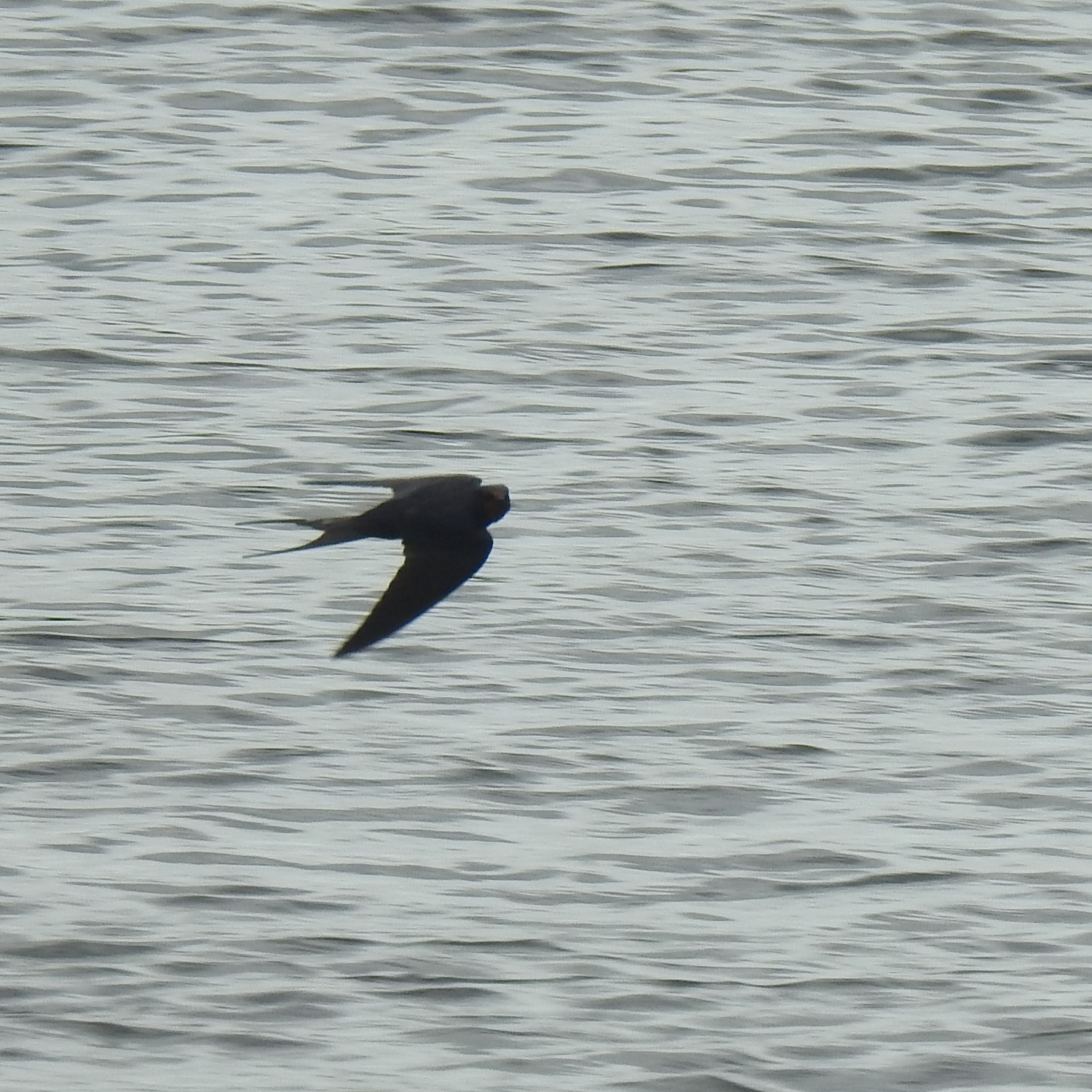 Swallow- Summer’s Skyborne Sign – The Irish Bird Blog