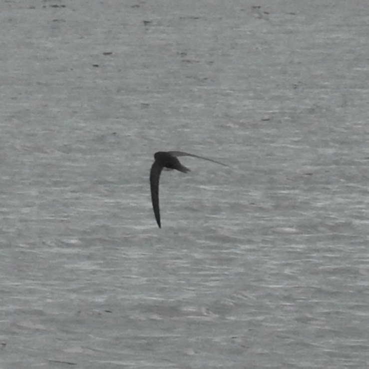 Swallow- Summer’s Skyborne Sign – The Irish Bird Blog