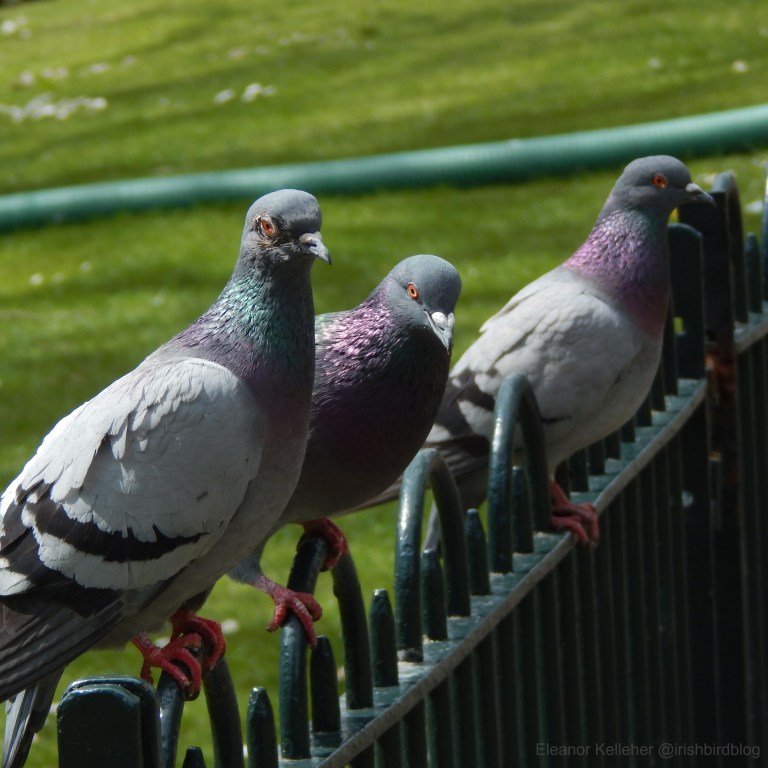 Pigeon – From Cliffs to Cobblestones – The Irish Bird Blog