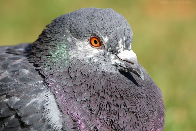 Pigeon – From Cliffs to Cobblestones – The Irish Bird Blog
