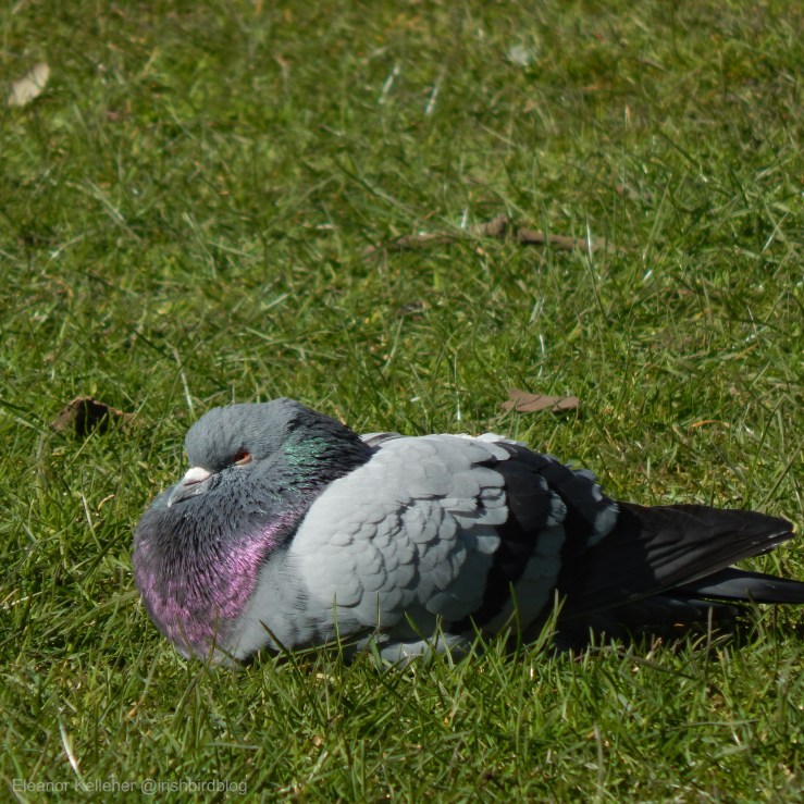 Pigeon – From Cliffs to Cobblestones – The Irish Bird Blog