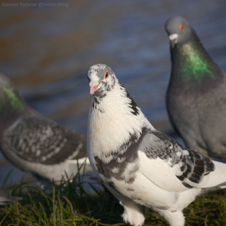 Pigeon – From Cliffs to Cobblestones – The Irish Bird Blog