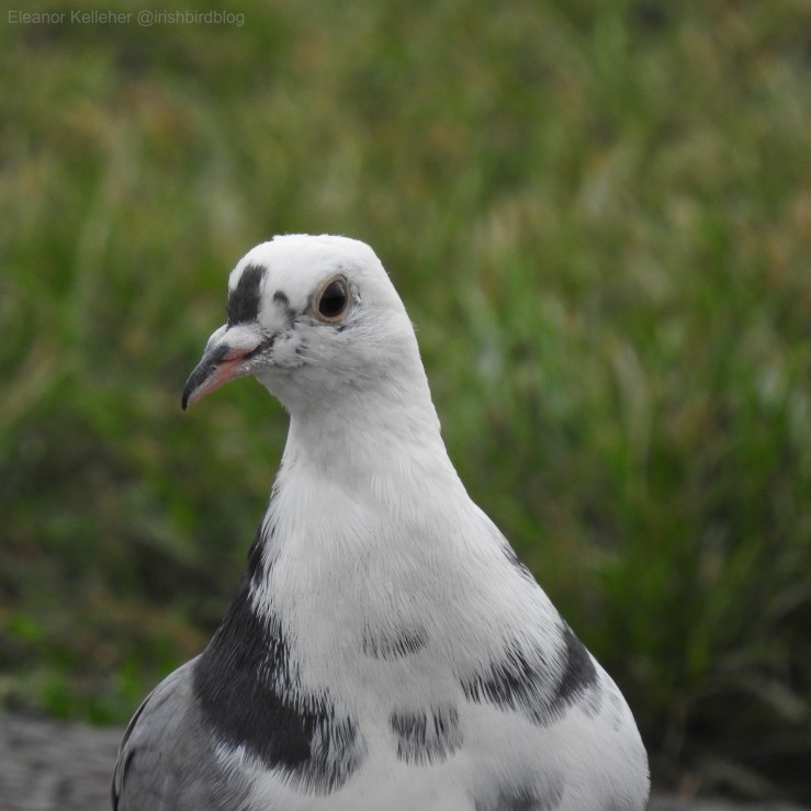 Pigeon – From Cliffs to Cobblestones – The Irish Bird Blog