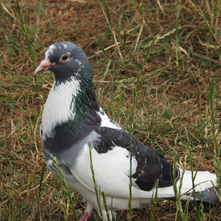 Pigeon – From Cliffs to Cobblestones – The Irish Bird Blog