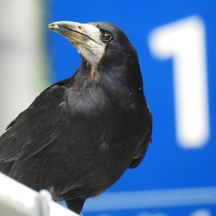 Rook – Resplendent Requiems – The Irish Bird Blog