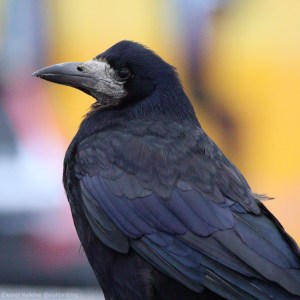 Rook – Resplendent Requiems – The Irish Bird Blog