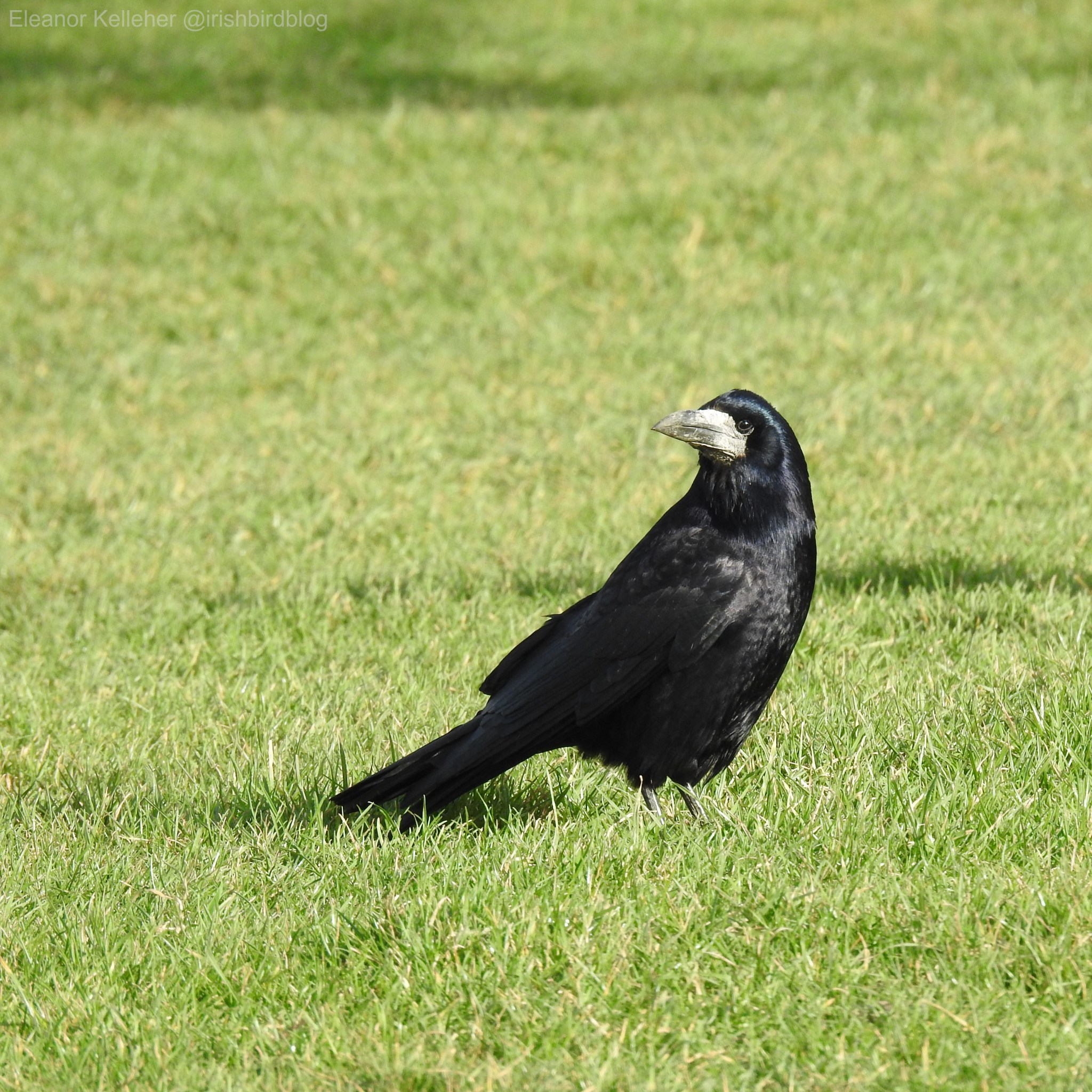 Rook – Resplendent Requiems – The Irish Bird Blog
