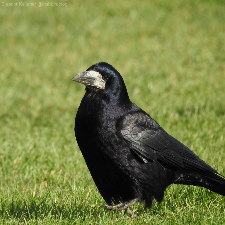 Rook – Resplendent Requiems – The Irish Bird Blog