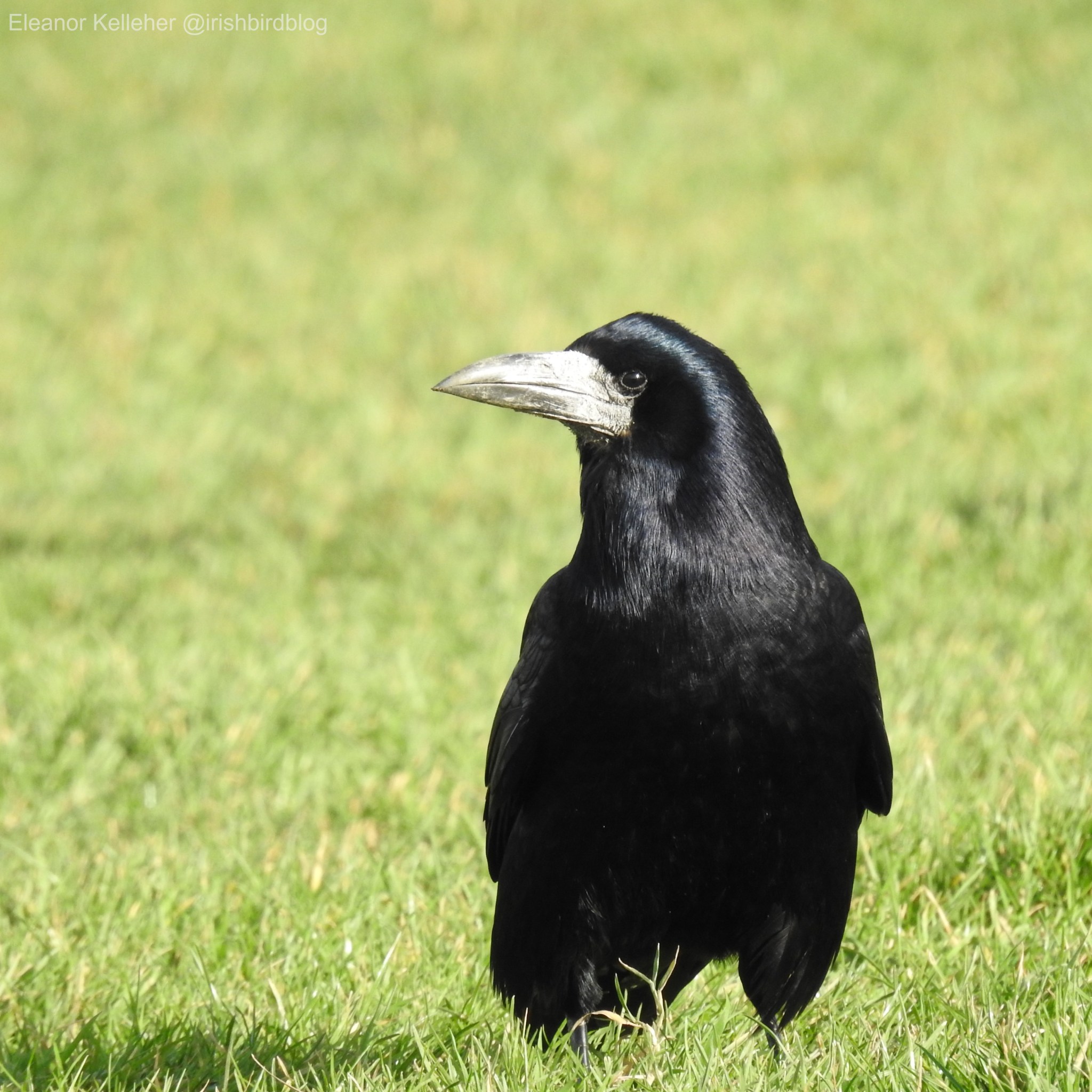 Rook – Resplendent Requiems – The Irish Bird Blog